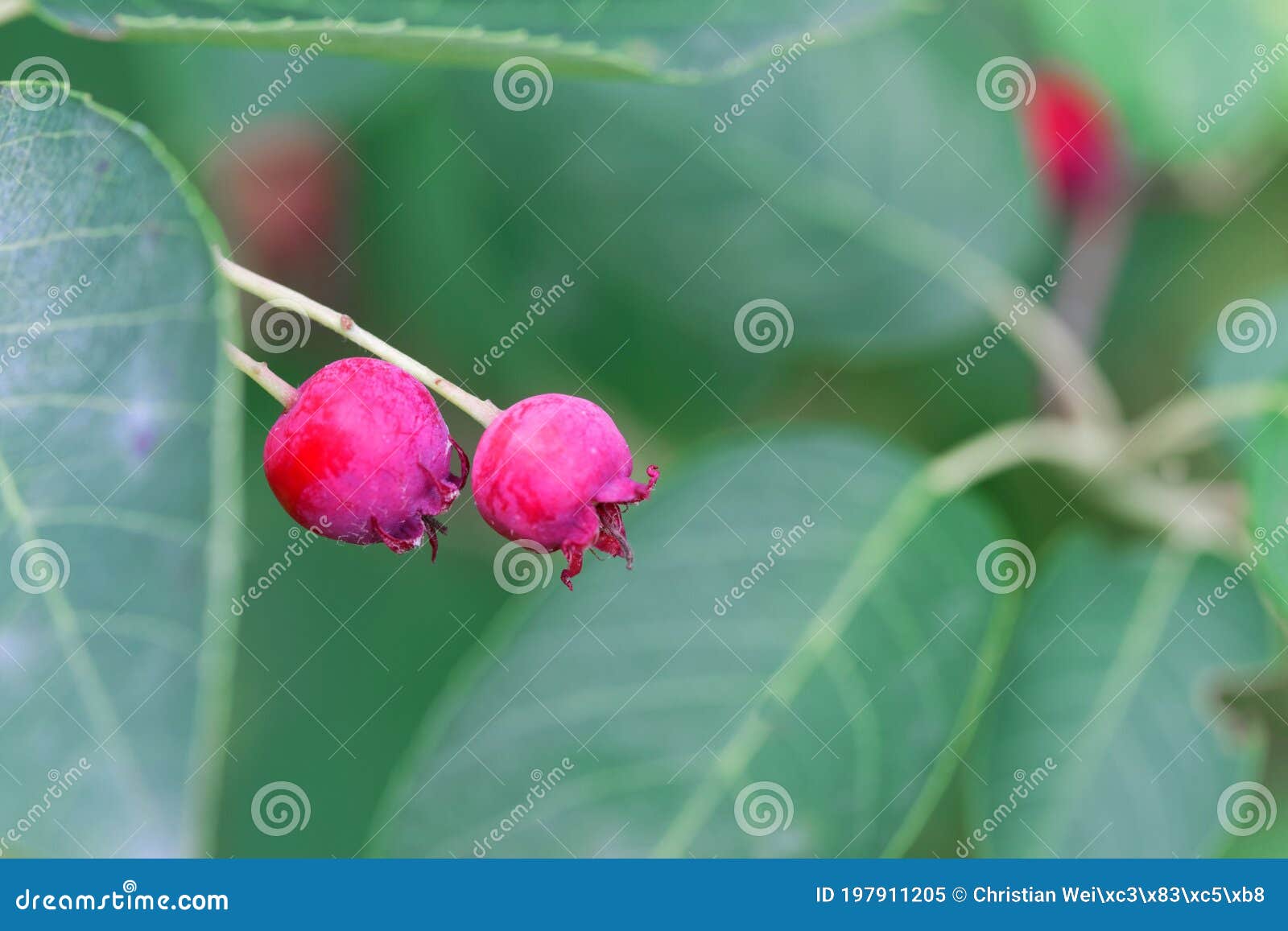 Berries of a Juneberry, Amelanchier Lamarckii Stock Image - Image of ...