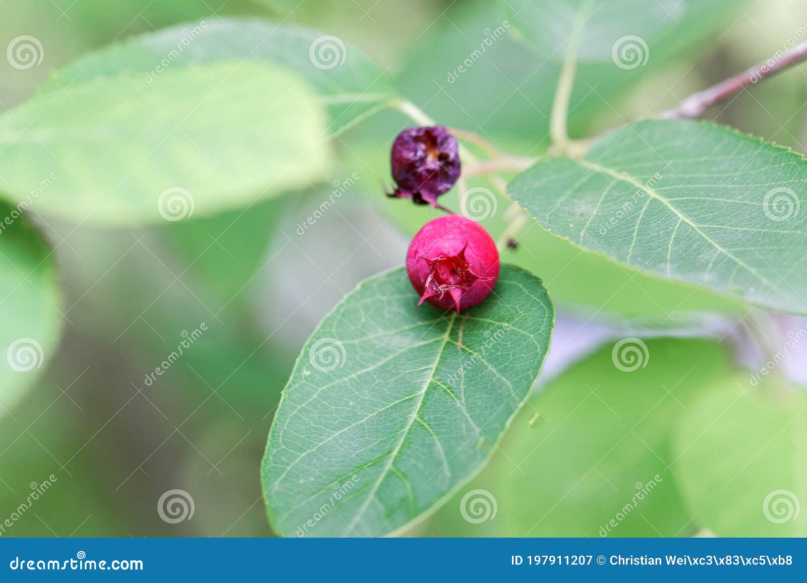Juneberry, Amelanchier Lamarckii Royalty-Free Stock Photography ...
