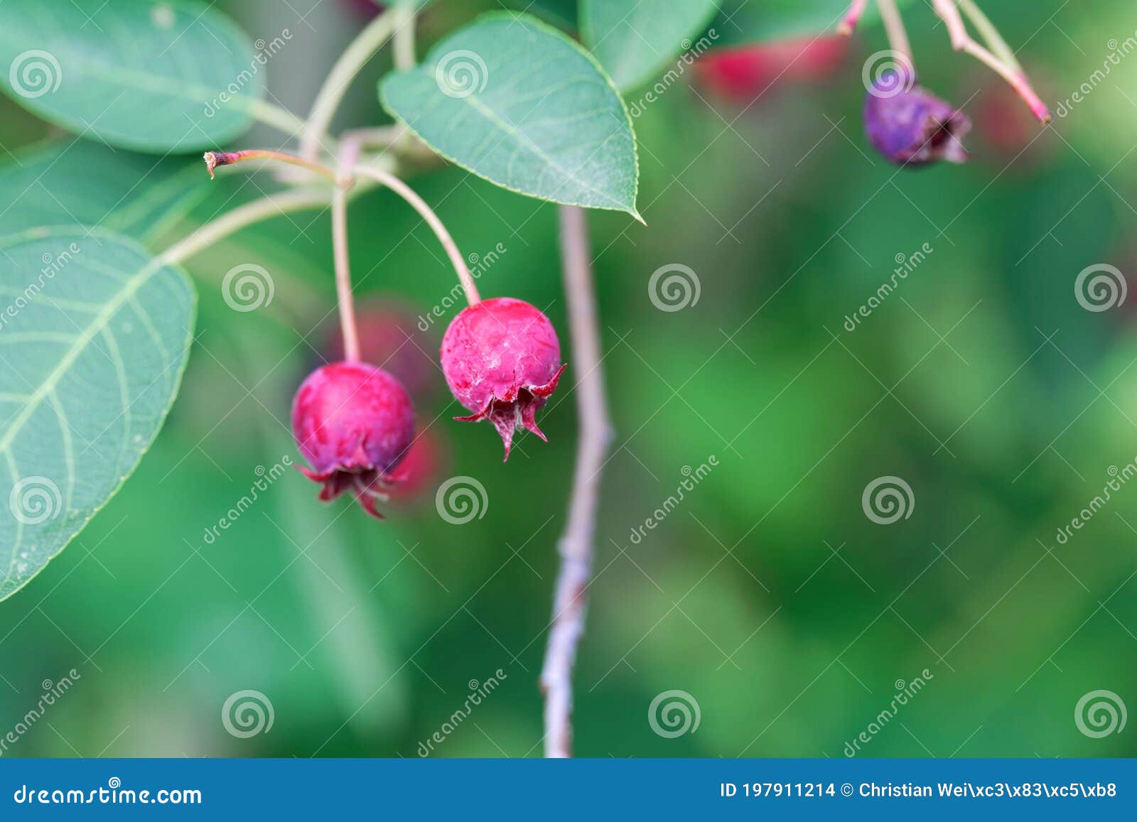 Berries of a Juneberry, Amelanchier Lamarckii Stock Photo - Image of ...