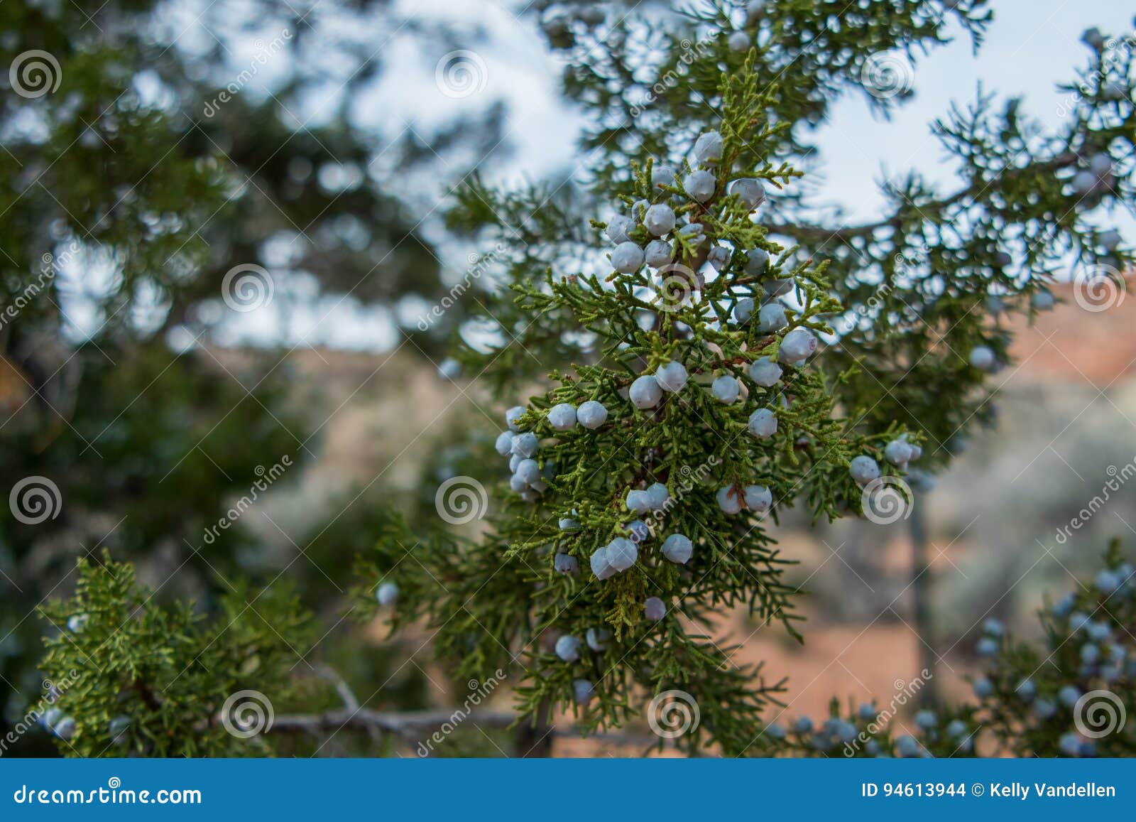 Berries on Juniper Tree stock photo. Image of plant, nature - 94613944