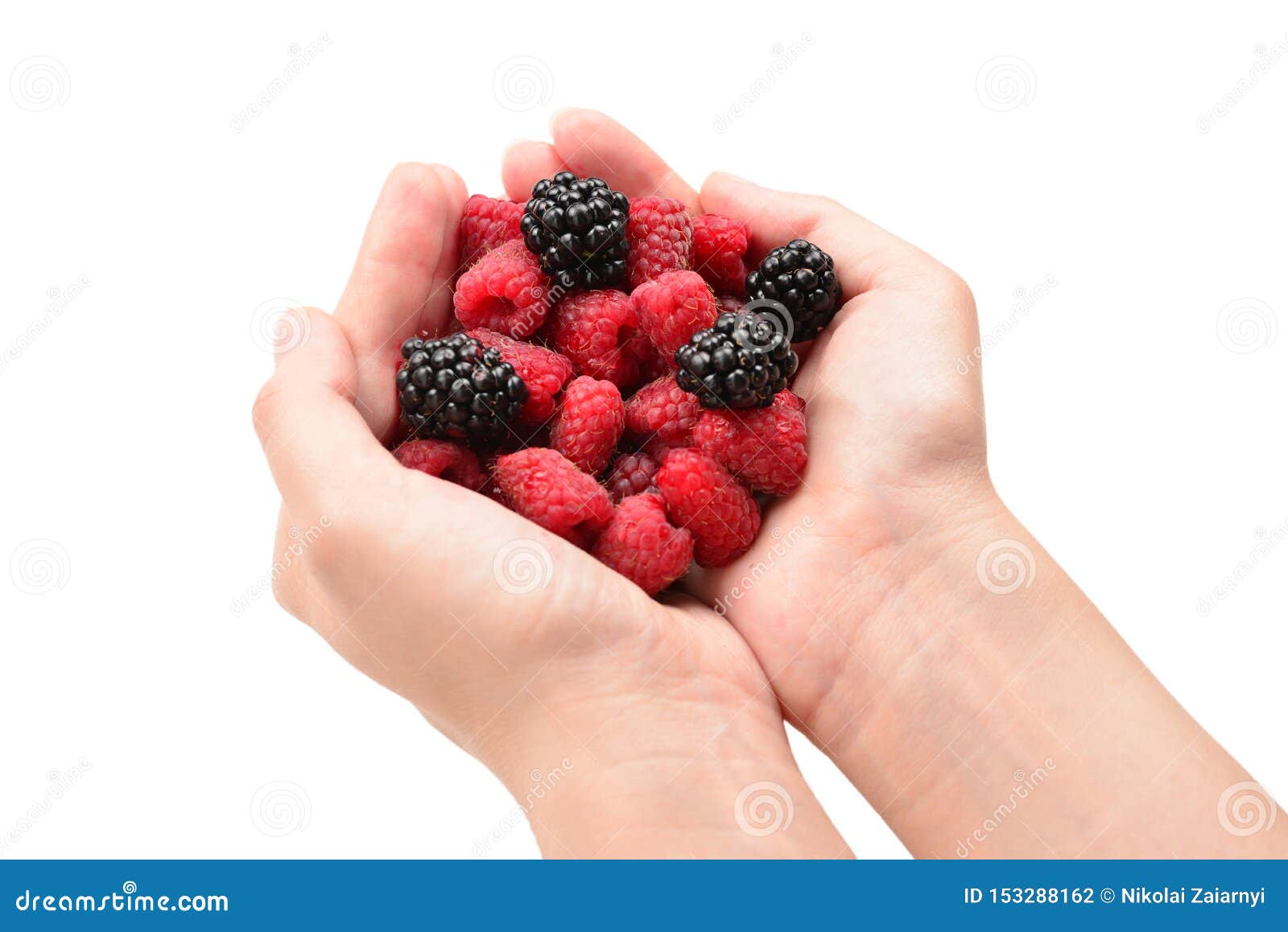 Berries Kept in Hands Isolated on White Background Stock Photo - Image ...