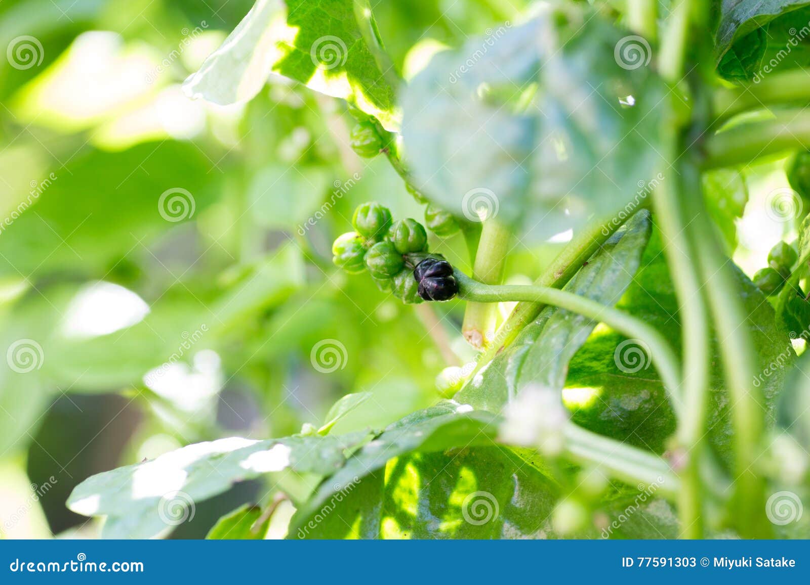 Berries of malabar spinach stock image. Image of fruit - 77591303