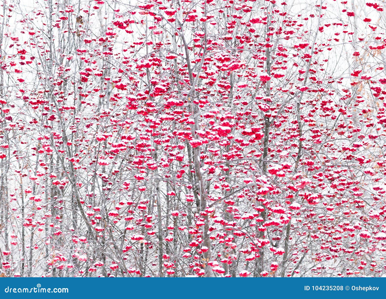 Berries of Mountain Ash in a Winter Park. Stock Photo - Image of ...
