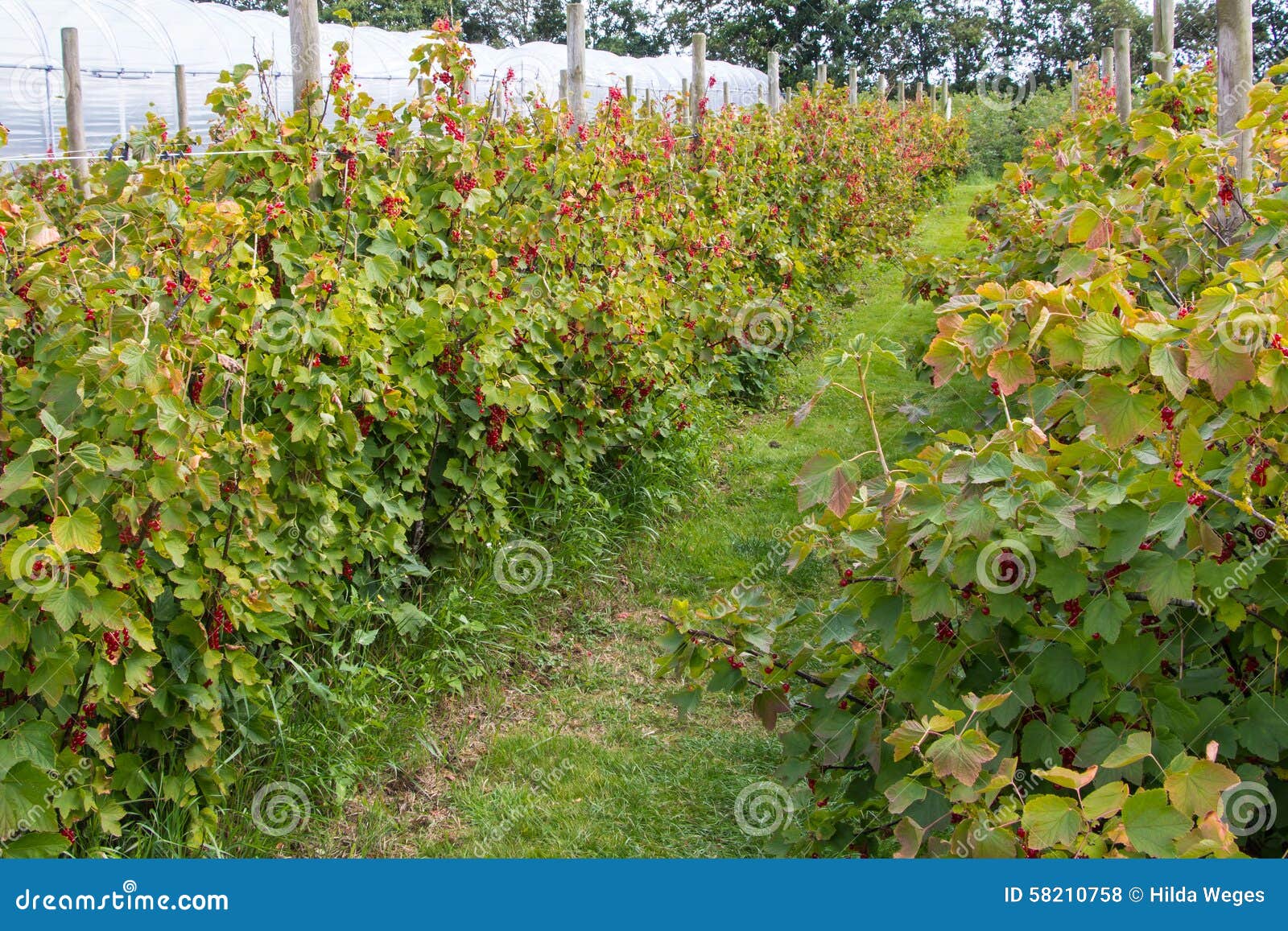 Berries nursery stock photo. Image of business, freshness - 58210758