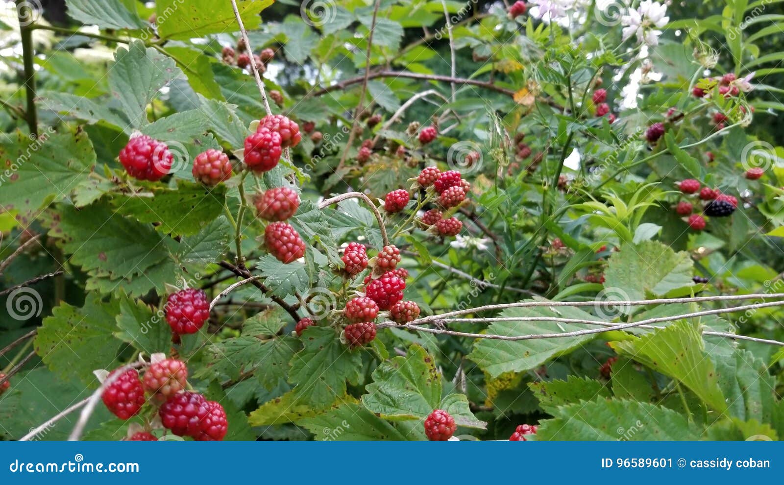 Berries stock image. Image of leaves, berries, berry - 96589601