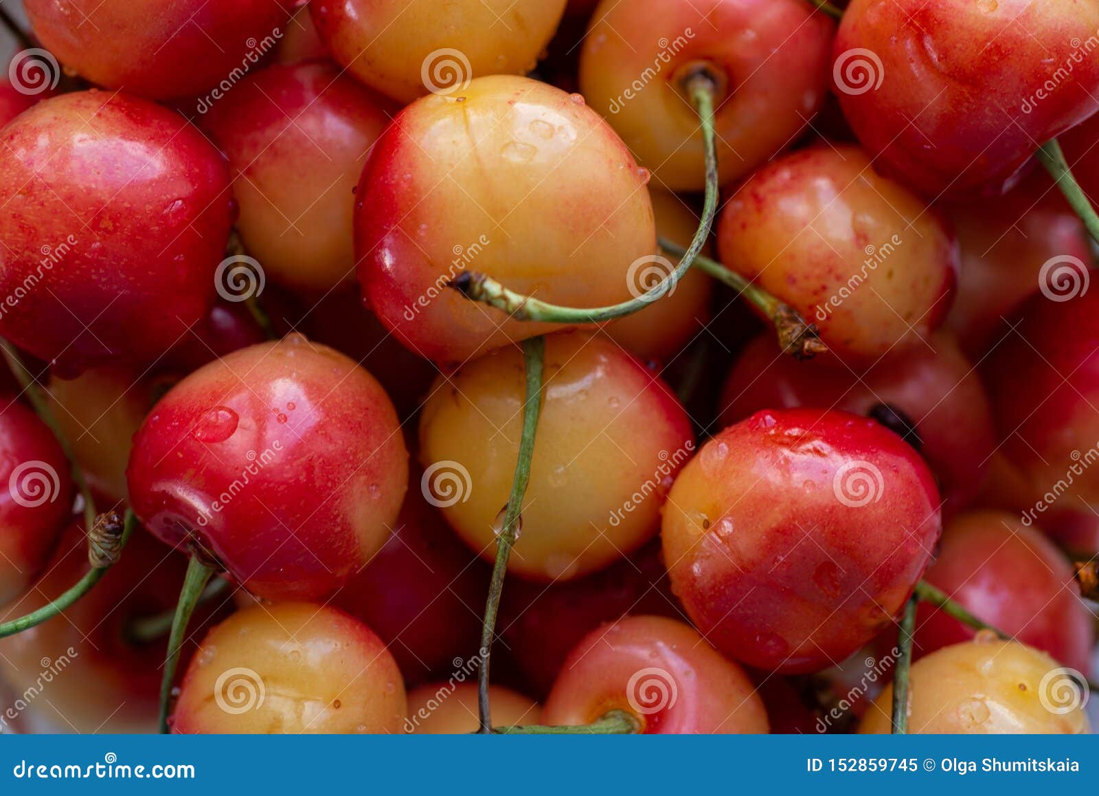 Berries Pink Cherries with Tails Closeup, Background Stock Image ...