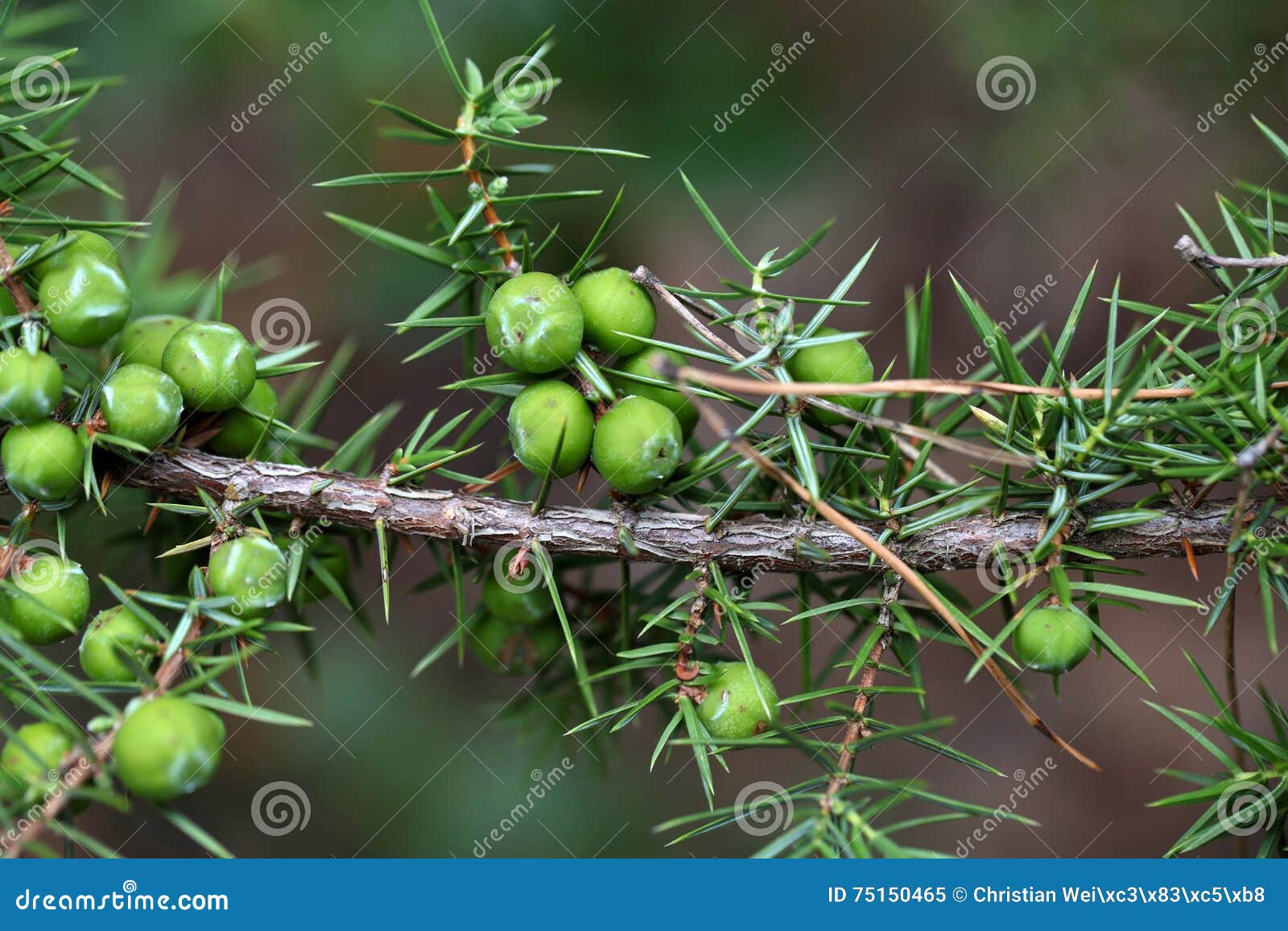 Berries of a Prickly Juniper Stock Image - Image of berries, bush: 75150465