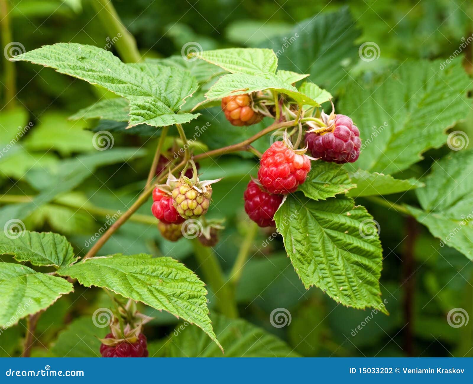 Berries raspberry stock photo. Image of fruit, crop, cultivation - 15033202