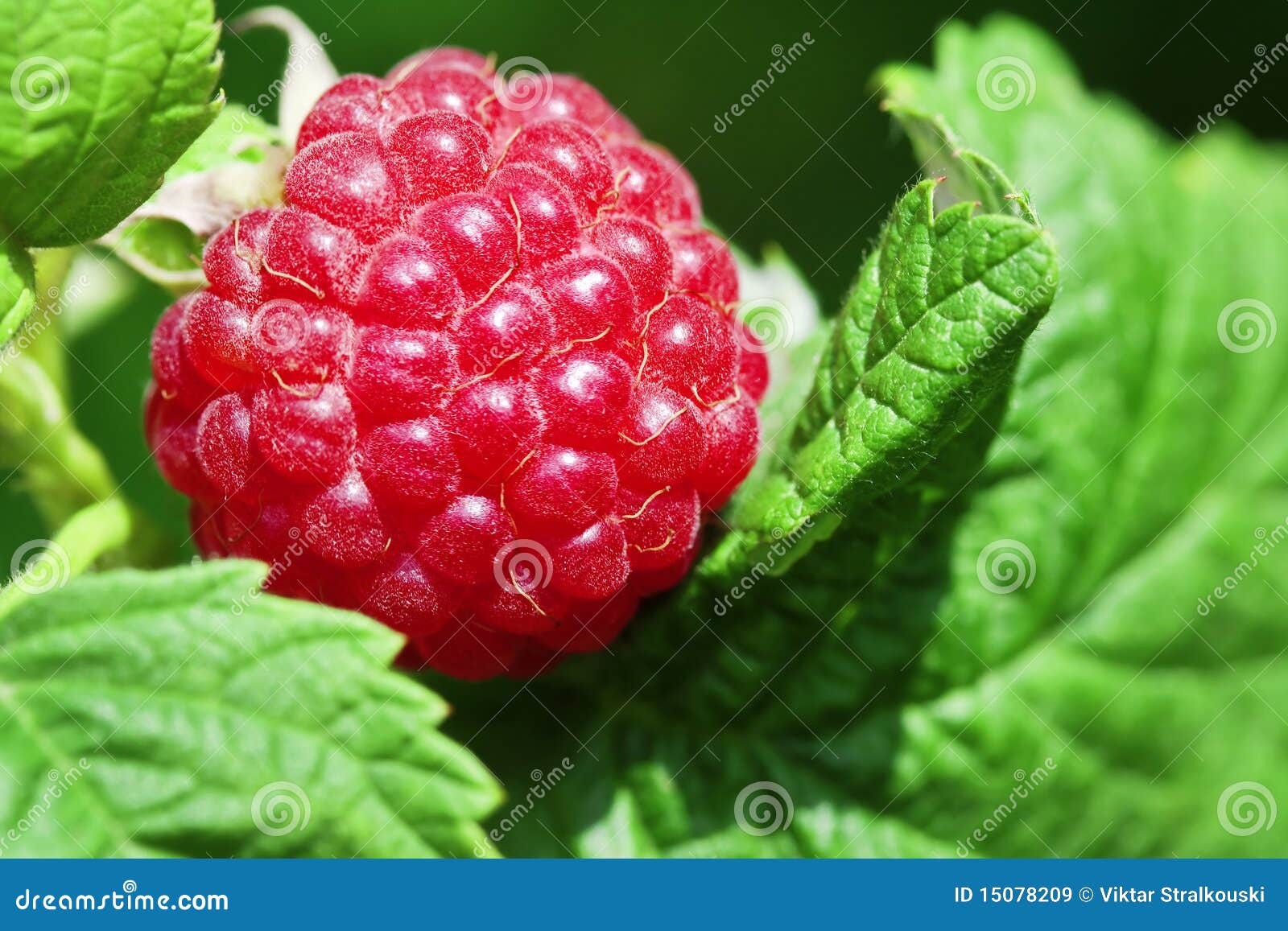Berries a Raspberry on a Branch Stock Image - Image of leaf, macro ...