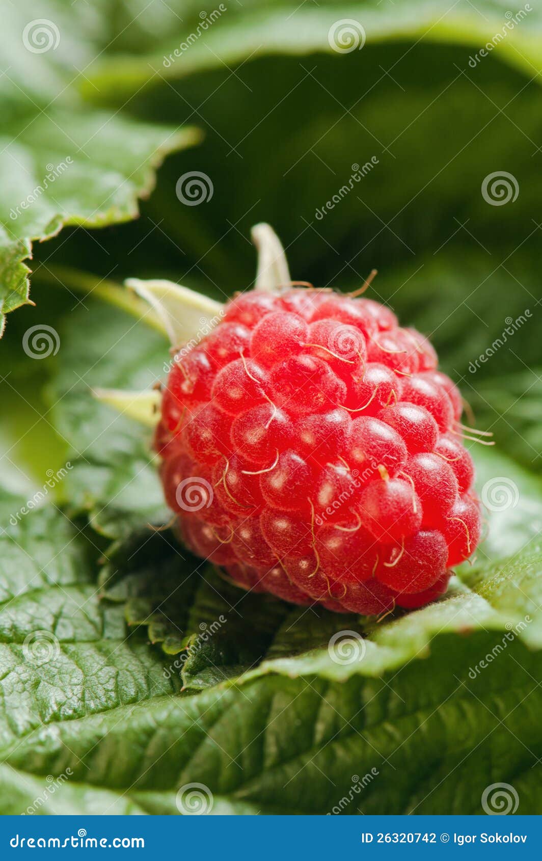Berries of a Raspberry on Leaves, Close Up Stock Photo - Image of ...