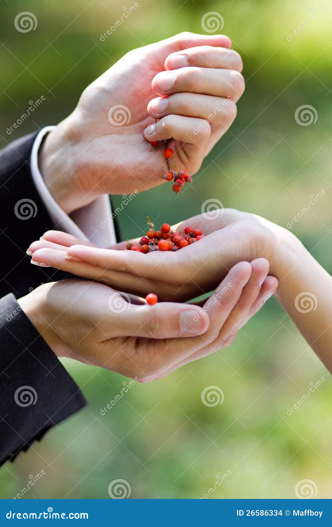 Berries of Red Ash Berry in Hand Stock Photo - Image of people ...