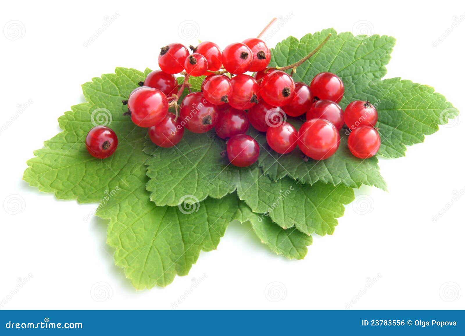 Berries of a Red Currant with Leaves Stock Photo - Image of freshness ...