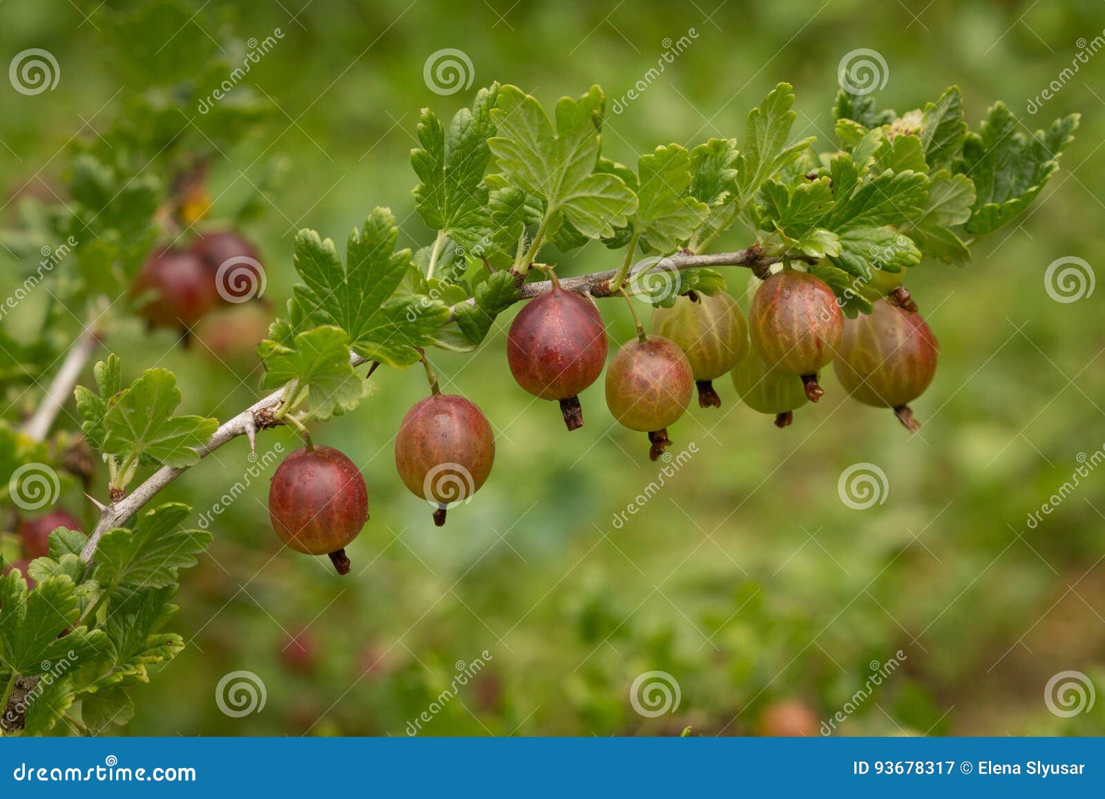 Berries of Red Gooseberries on a Branch. Stock Image - Image of berry ...