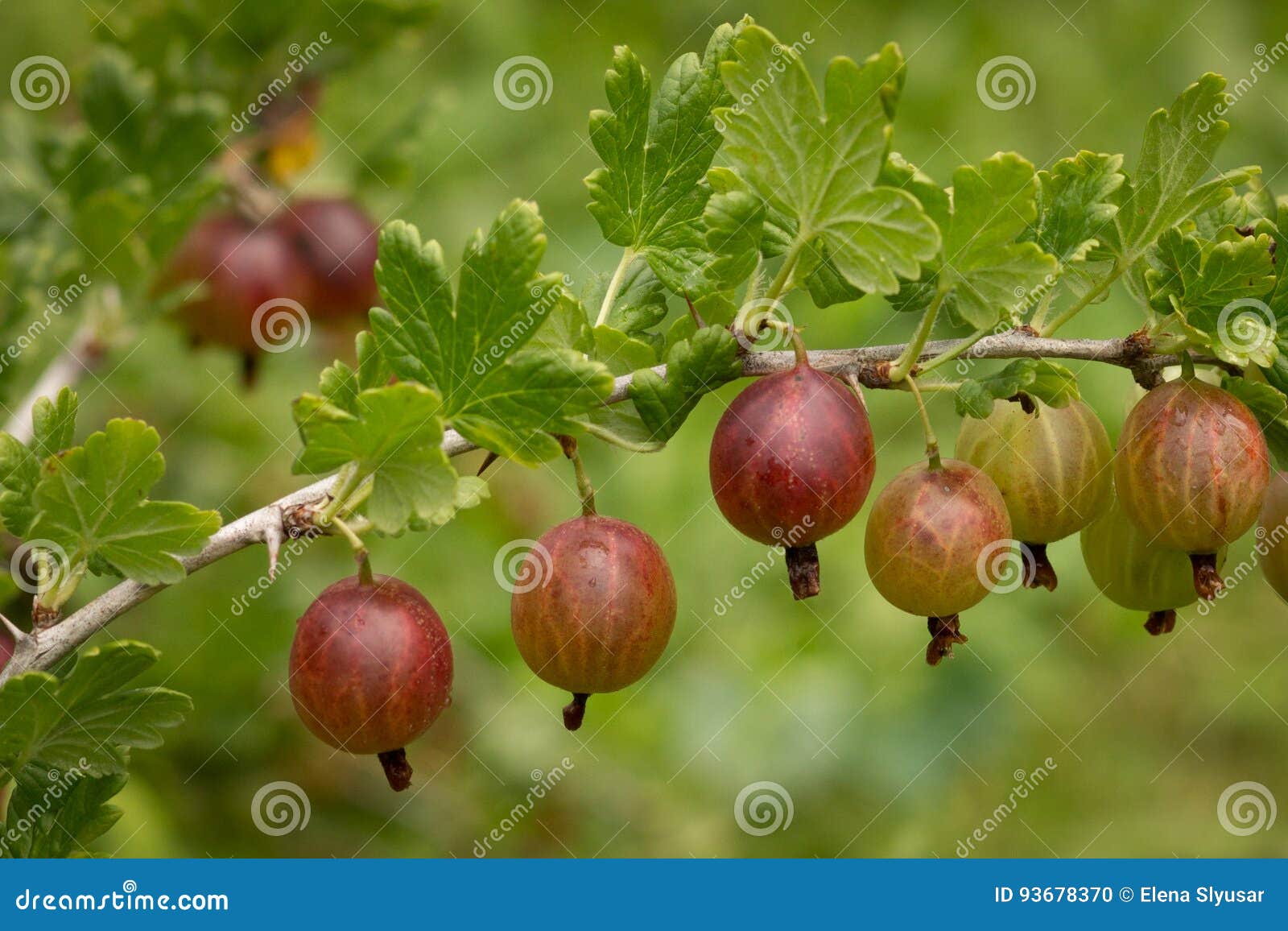 Berries of Red Gooseberries on a Branch. Stock Photo - Image of ripe ...