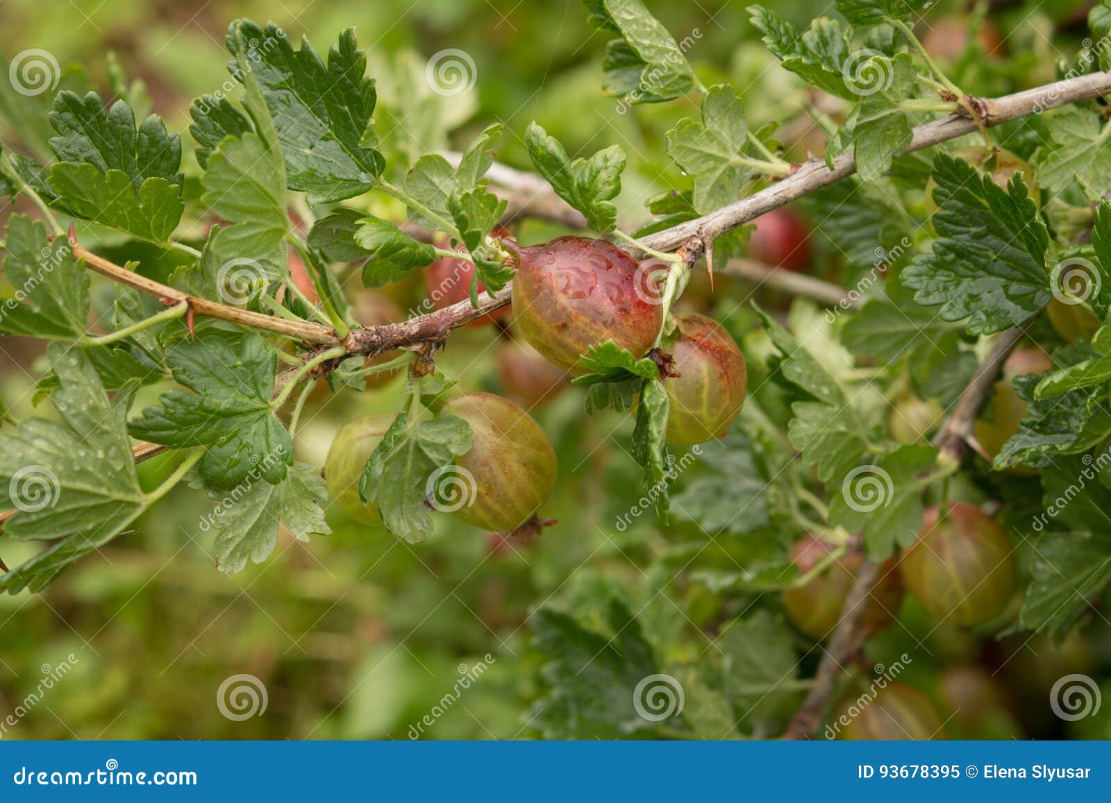 Berries of Red Gooseberries on a Branch. Stock Image - Image of food ...