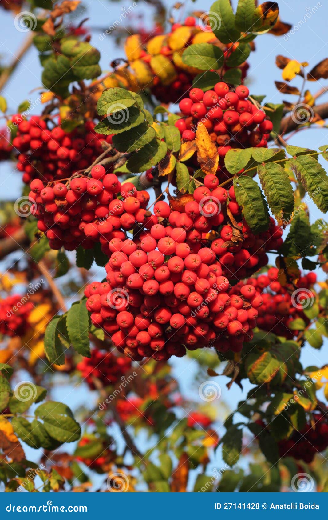 Berries of red wild ash stock photo. Image of garden - 27141428