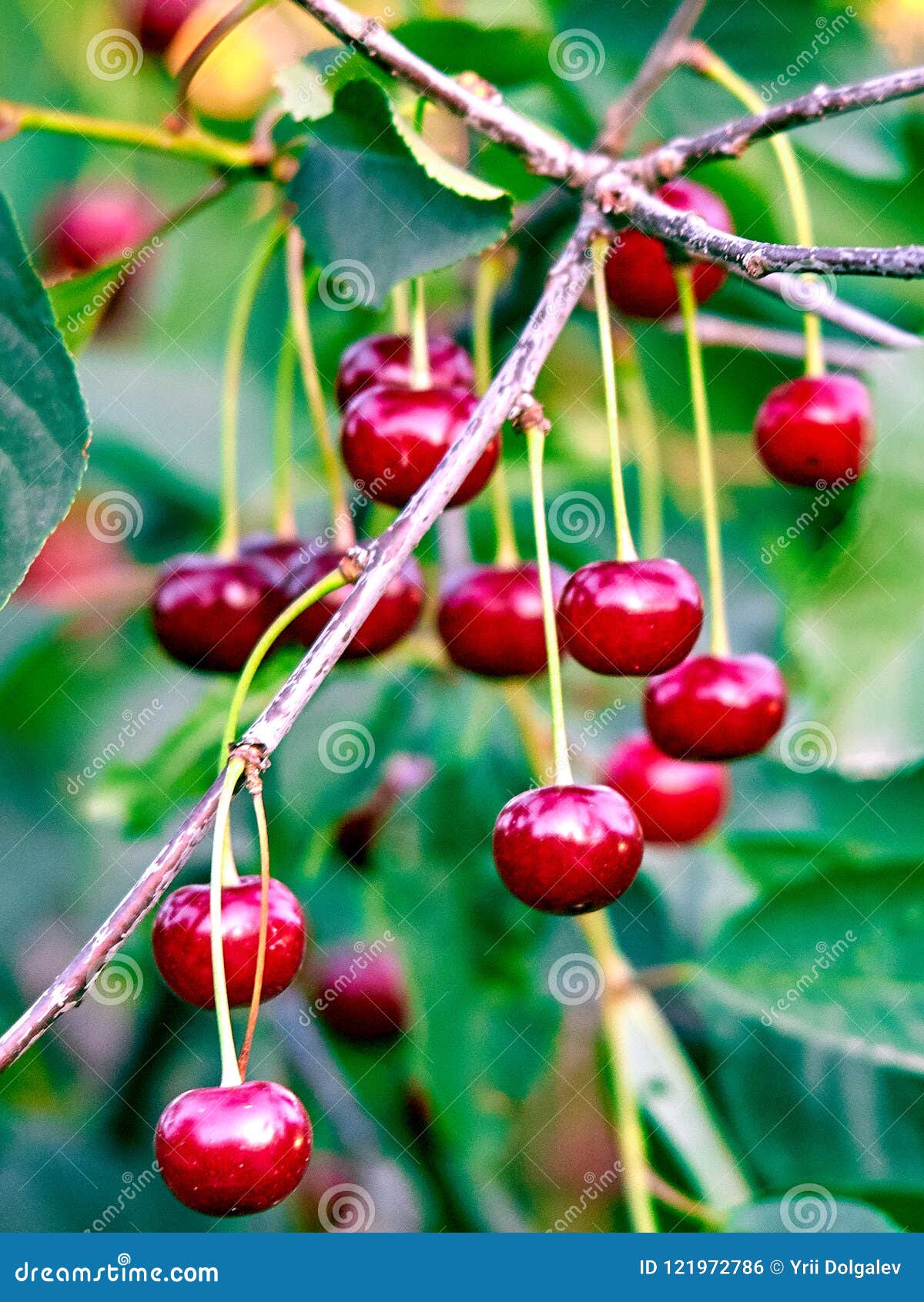Ripe cherries on a branch stock photo. Image of plant - 121972786 Ripe cherries on a branch stock photo. Image of plant - 121972786