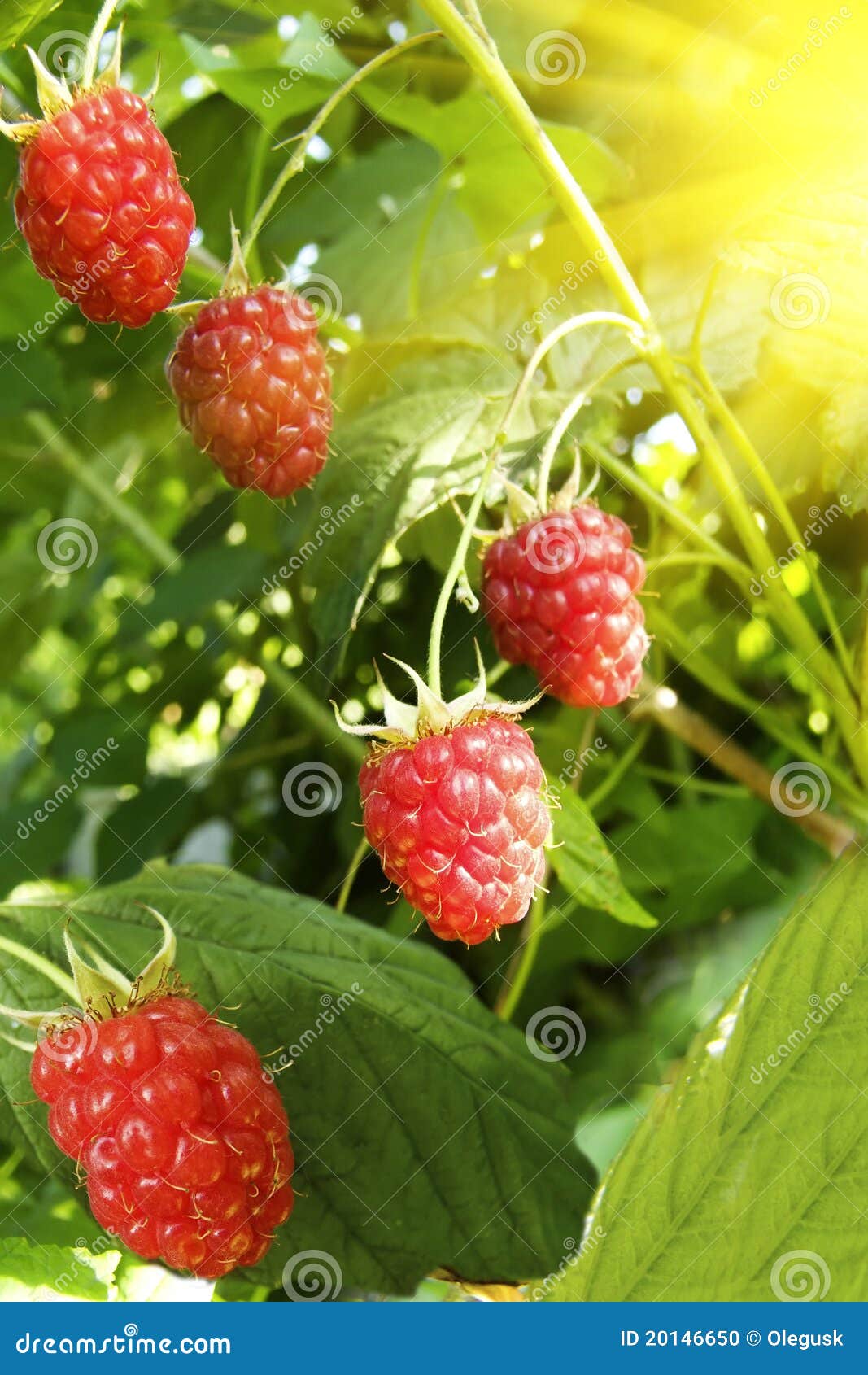 Berries ripe raspberry stock photo. Image of gardening - 20146650