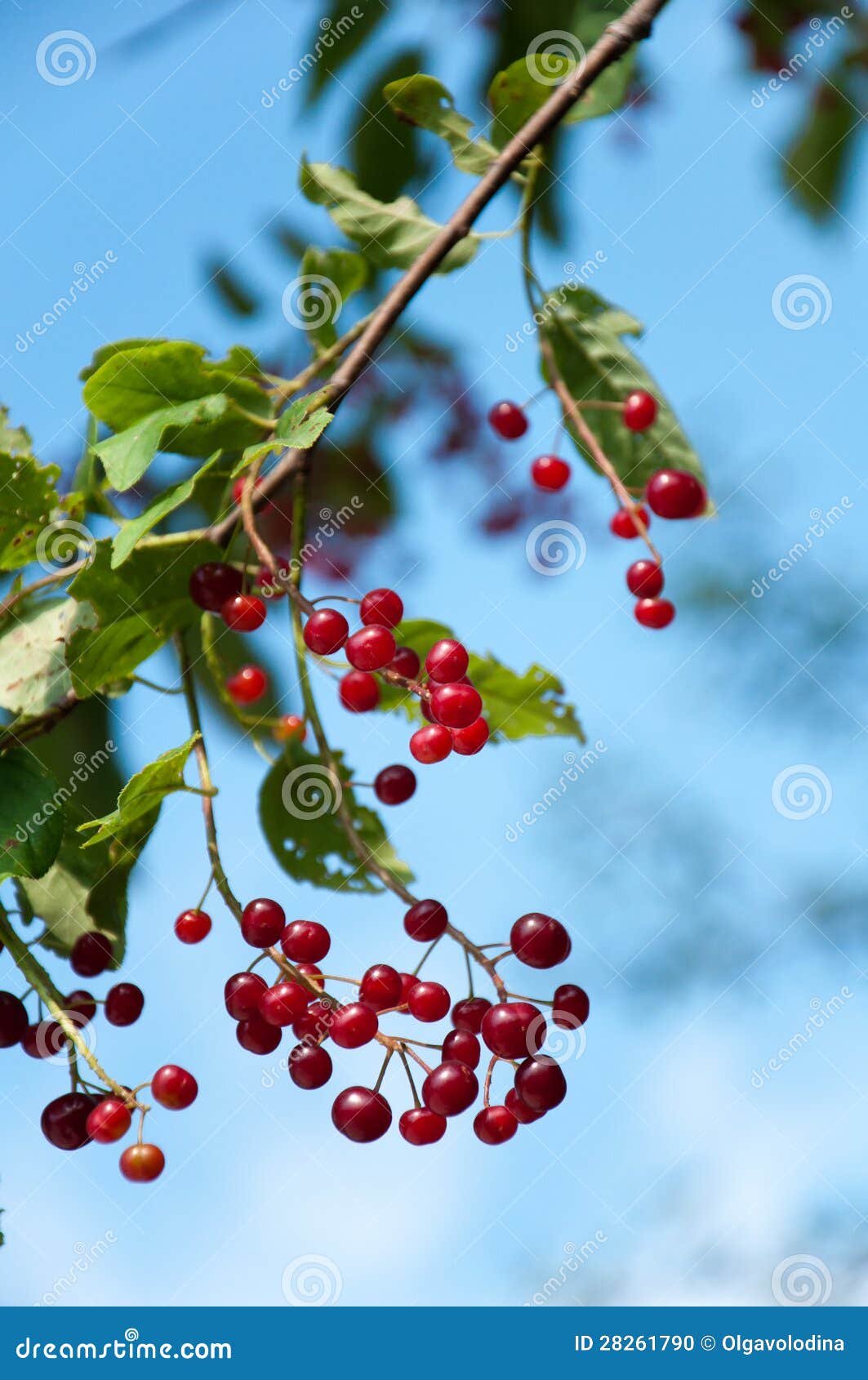 Berries Ripe Tasty Bird Cherry Stock Photo - Image of bird, berries ...