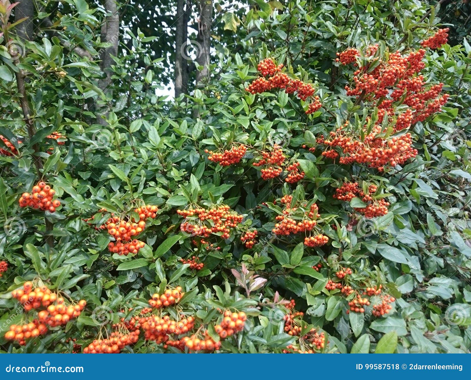 Berries on a Rowan Tree stock photo. Image of ireland - 99587518