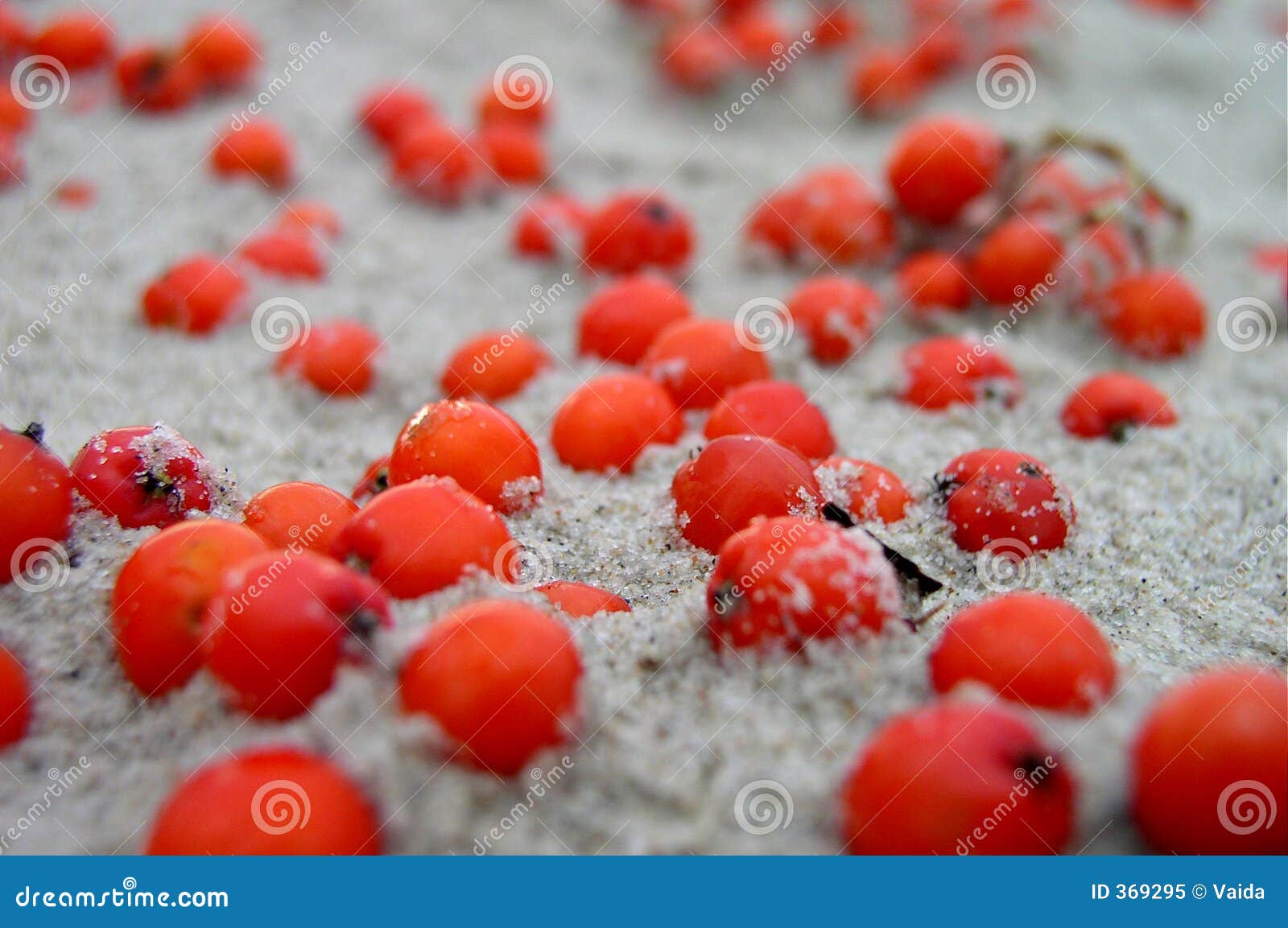 Berries in the sand stock image. Image of background, abstraction - 369295