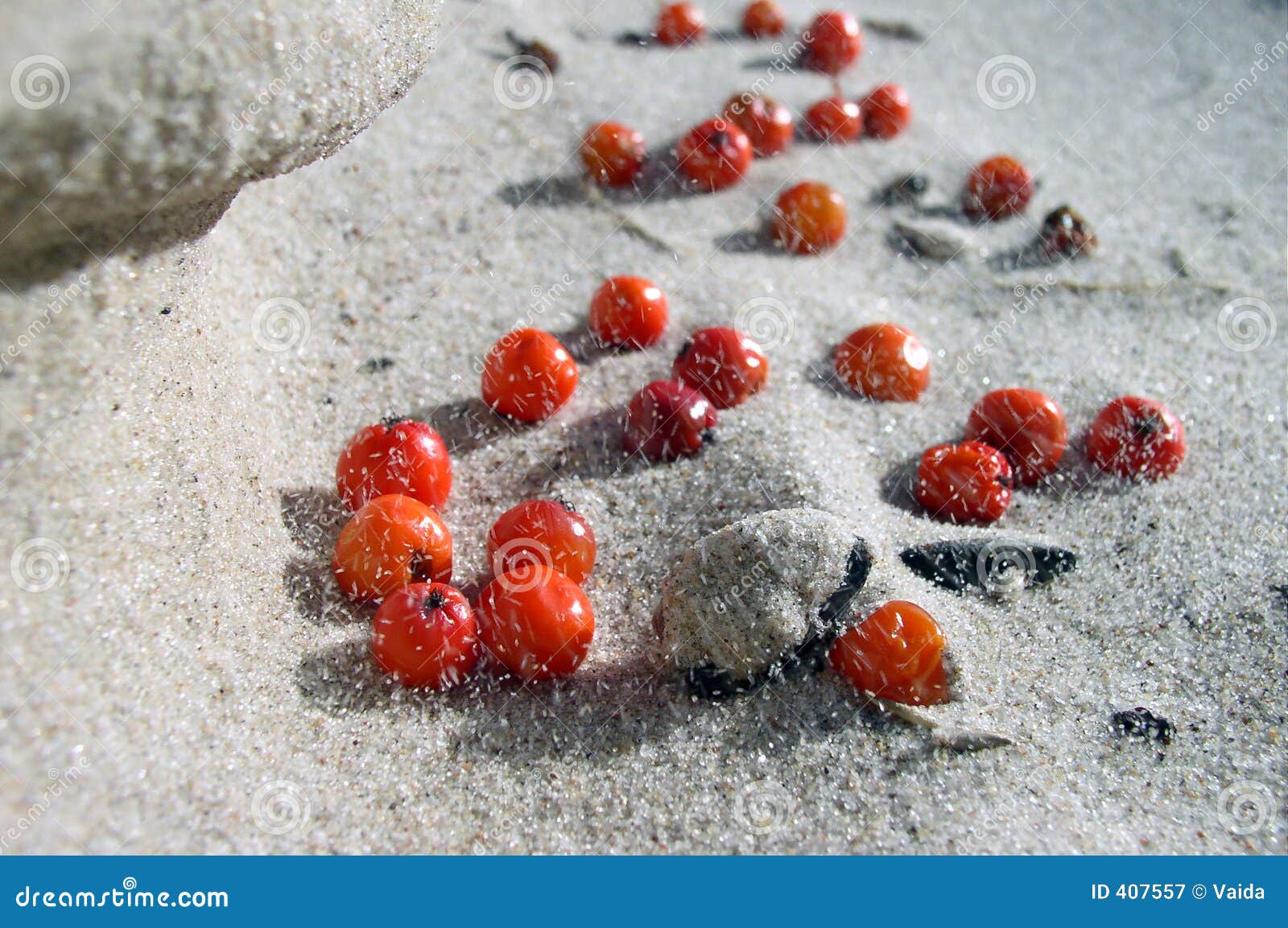 Berries on the Sand stock image. Image of dots, details - 407557