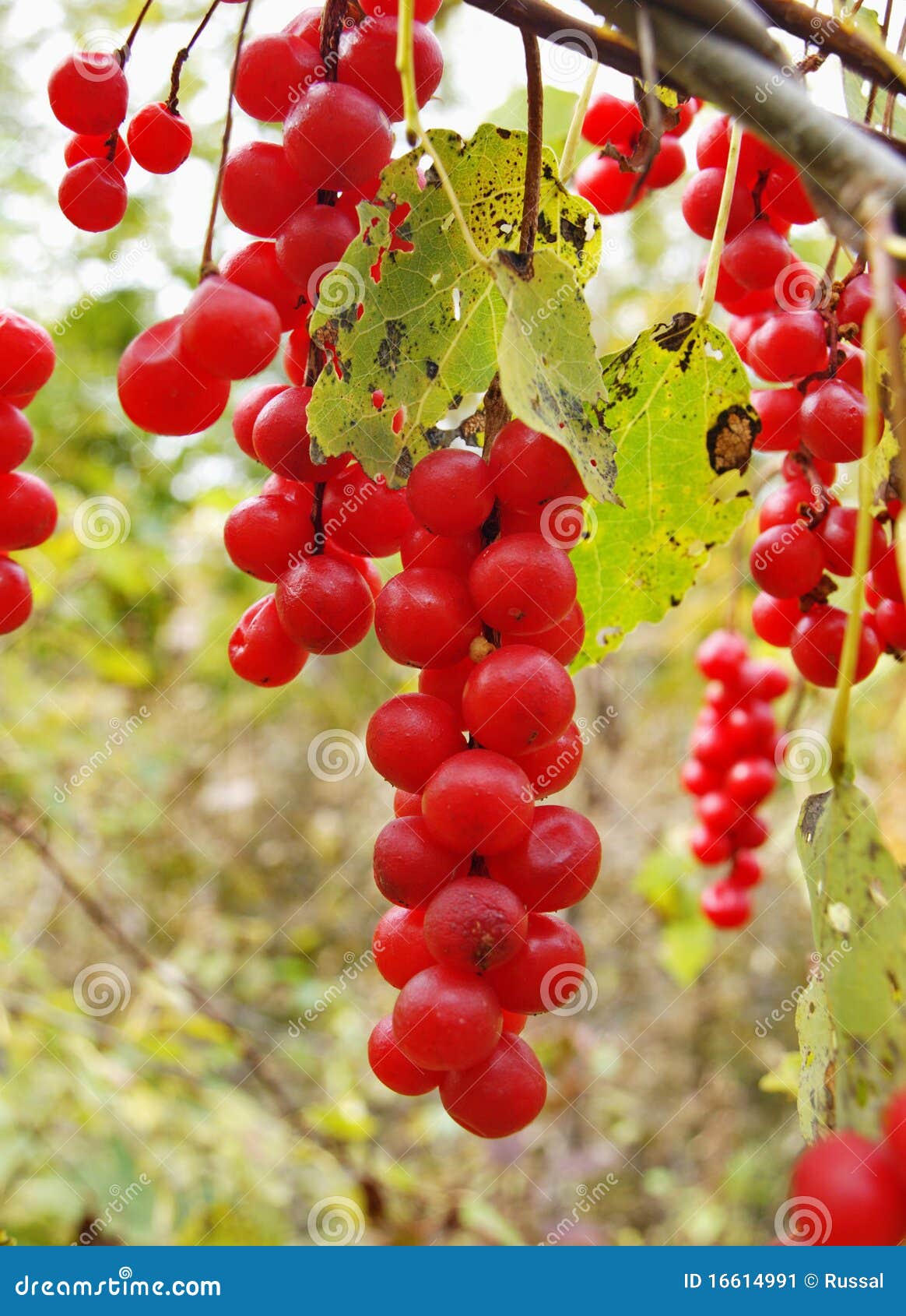 Berries of Schisandra Chinensis Stock Image - Image of schisandra ...