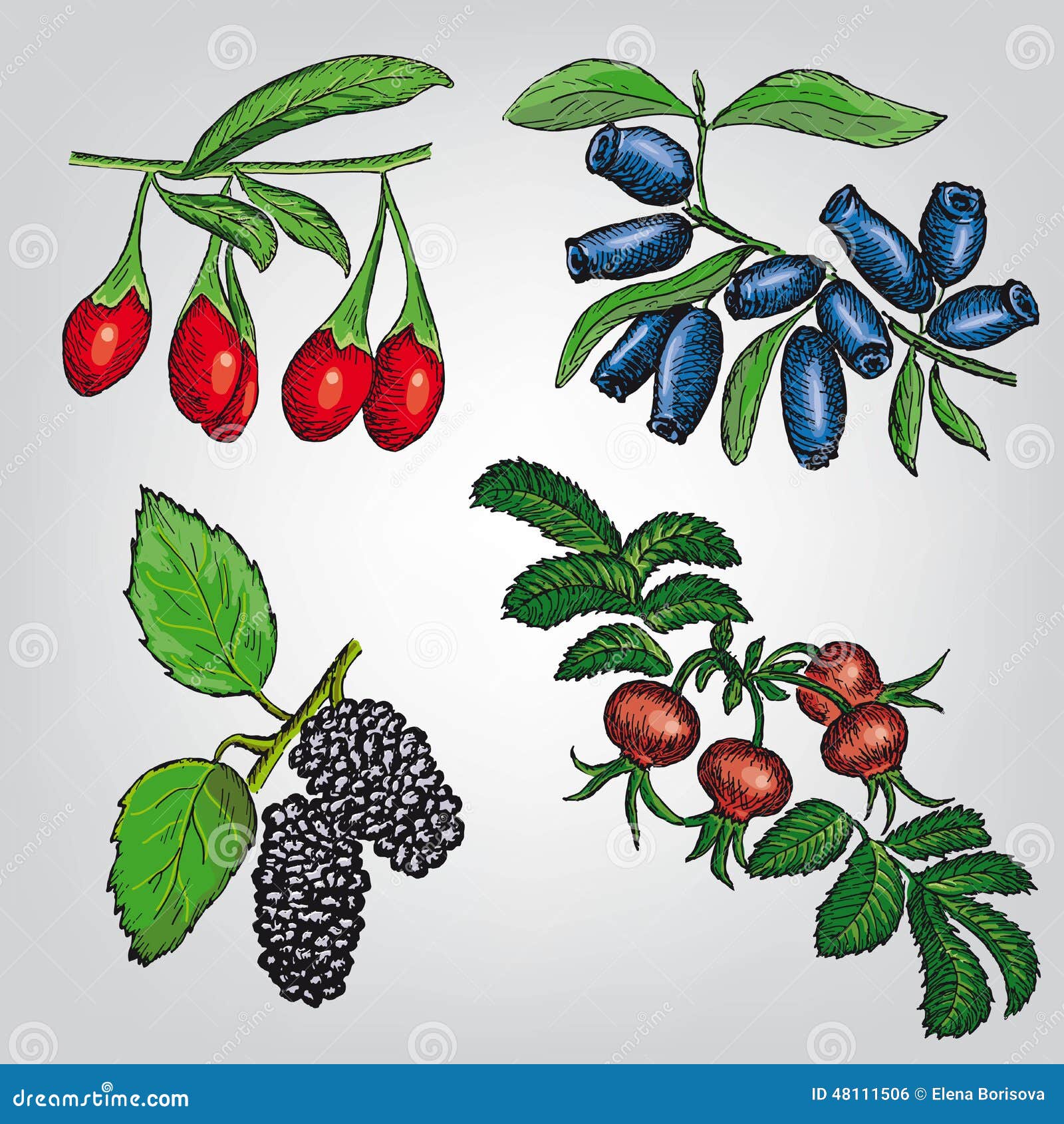 Berries set stock vector. Illustration of edible, icon - 48111506