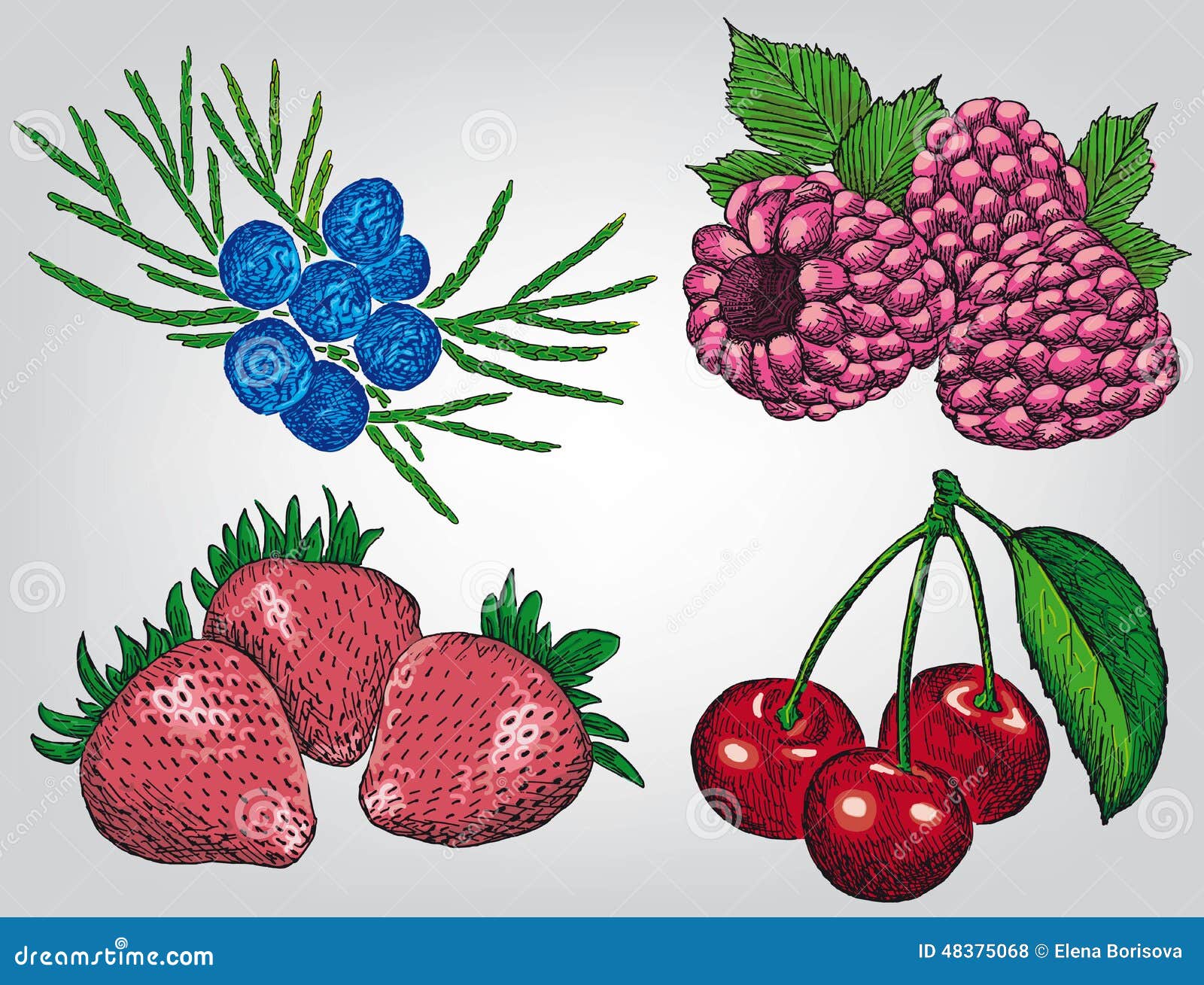 Berries set stock vector. Illustration of agriculture - 48375068