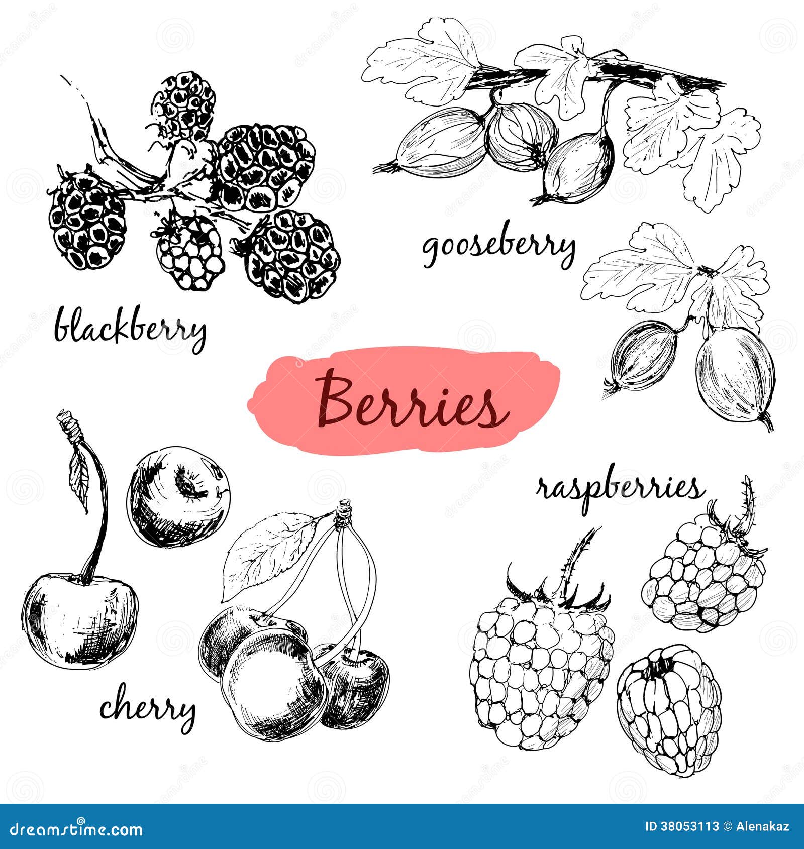 Berries. Set of Illustrations Stock Vector - Illustration of garden ...