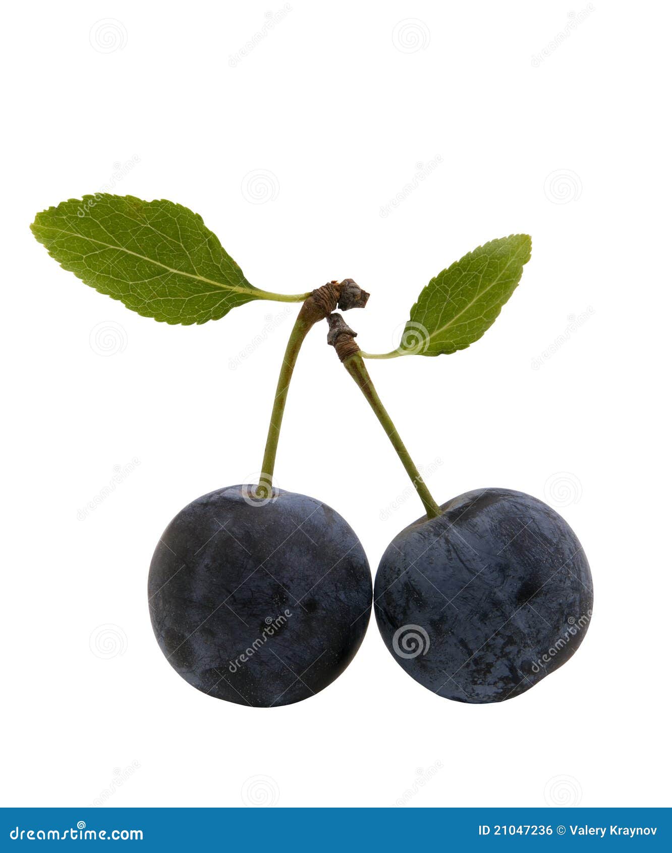 Berries of Sloes with Leaves Stock Photo - Image of summer, leaves ...