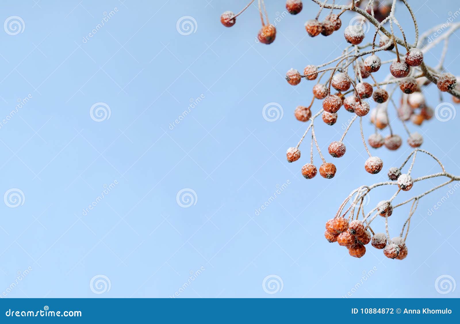 Berries with snow stock photo. Image of macro, holiday - 10884872