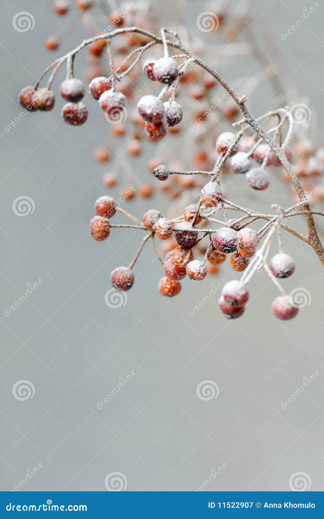 Berries with snow stock image. Image of cold, close, background - 11522907