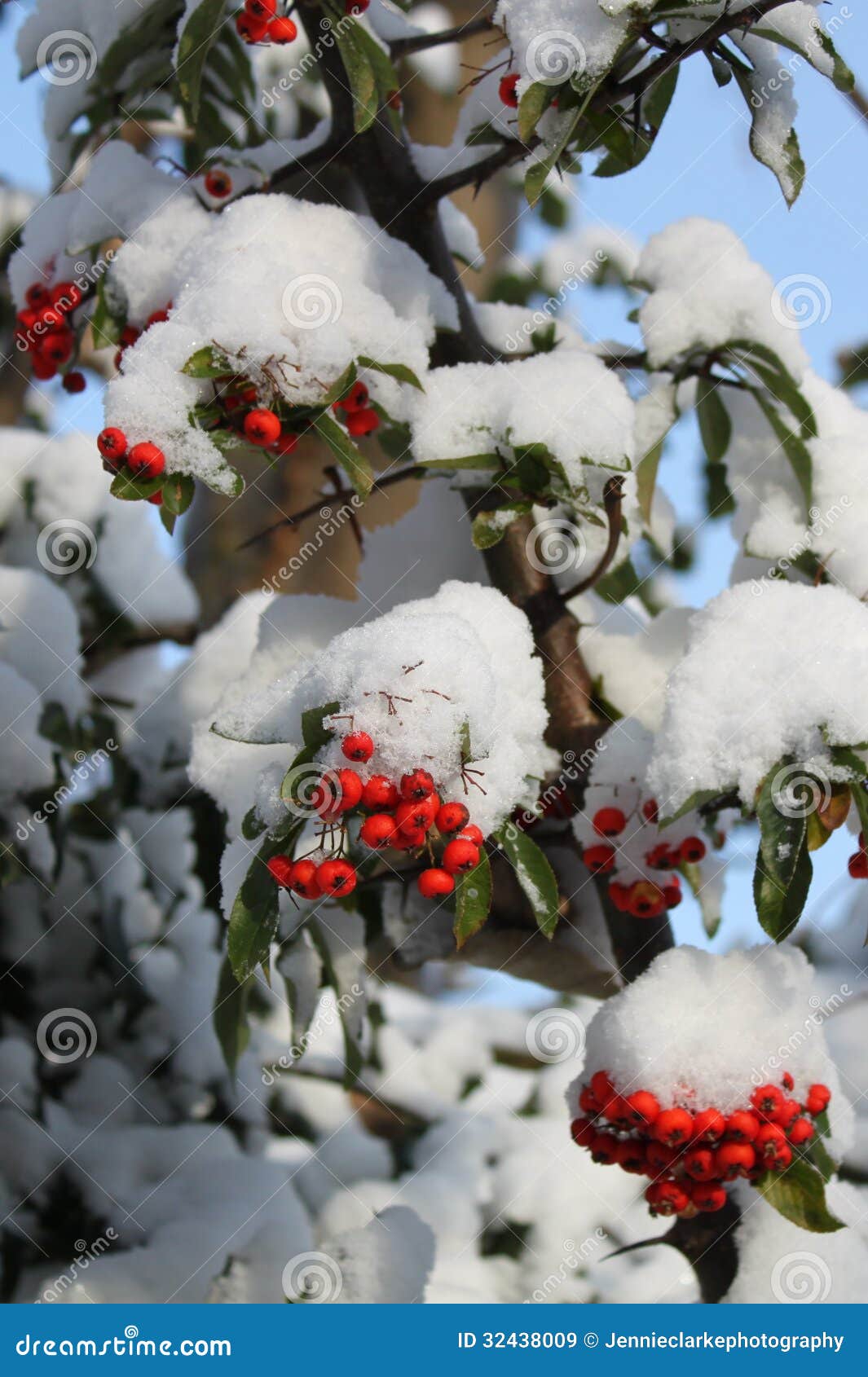 Berries in snow stock image. Image of berries, detail - 32438009