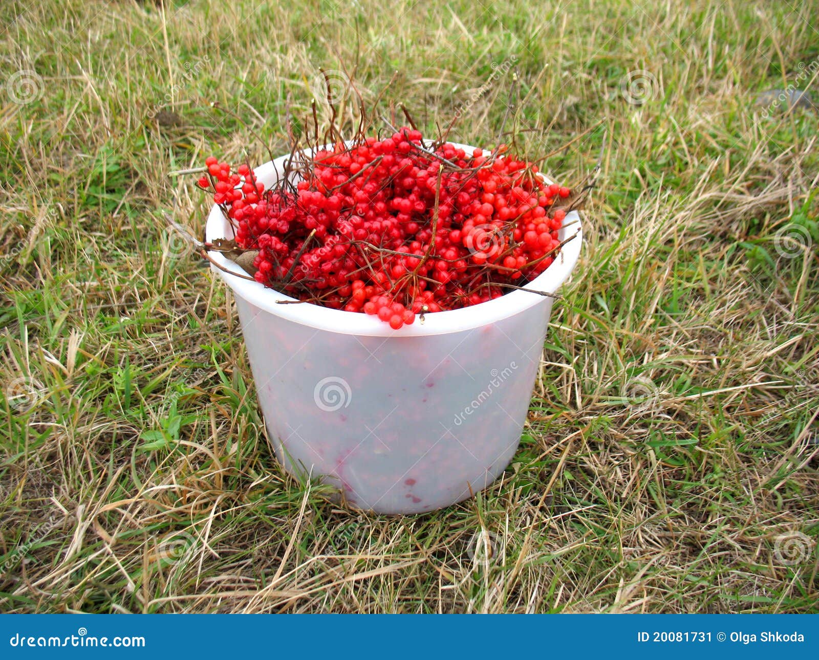 Berries of snowball tree stock image. Image of fall, harvest - 20081731