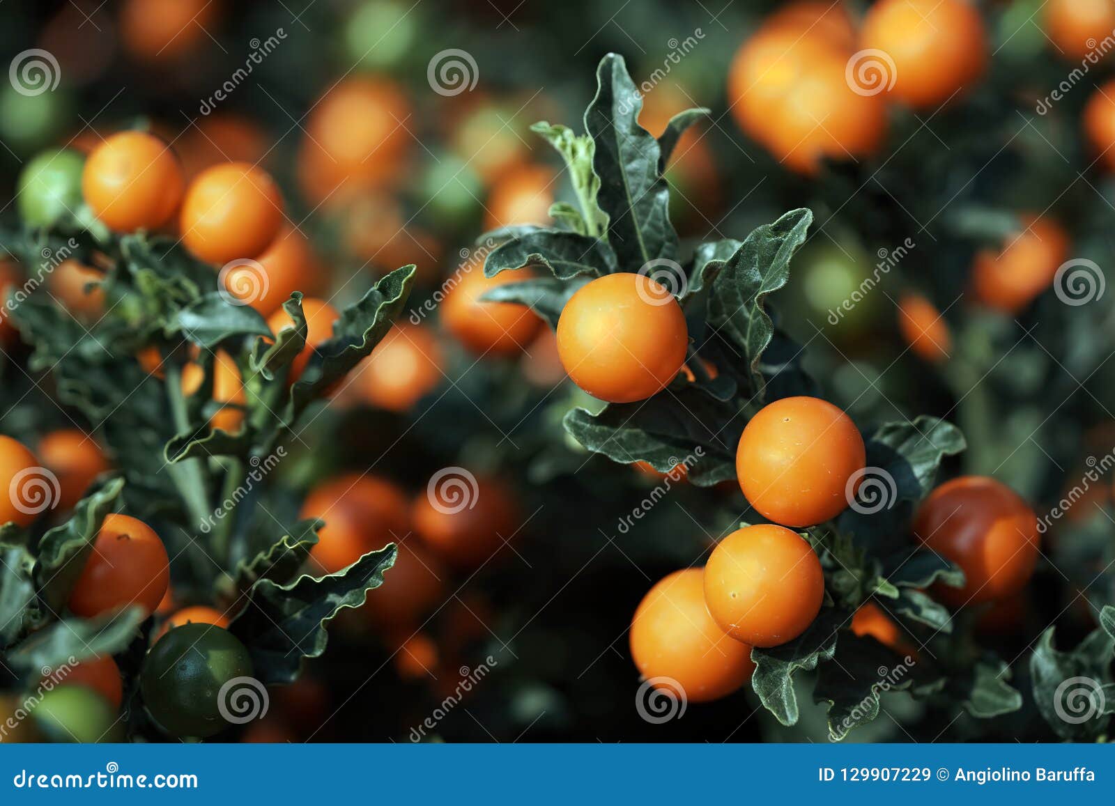 The Berries Of Solanum Pseudocapsicum Jerusalem Cherry On Black And ...