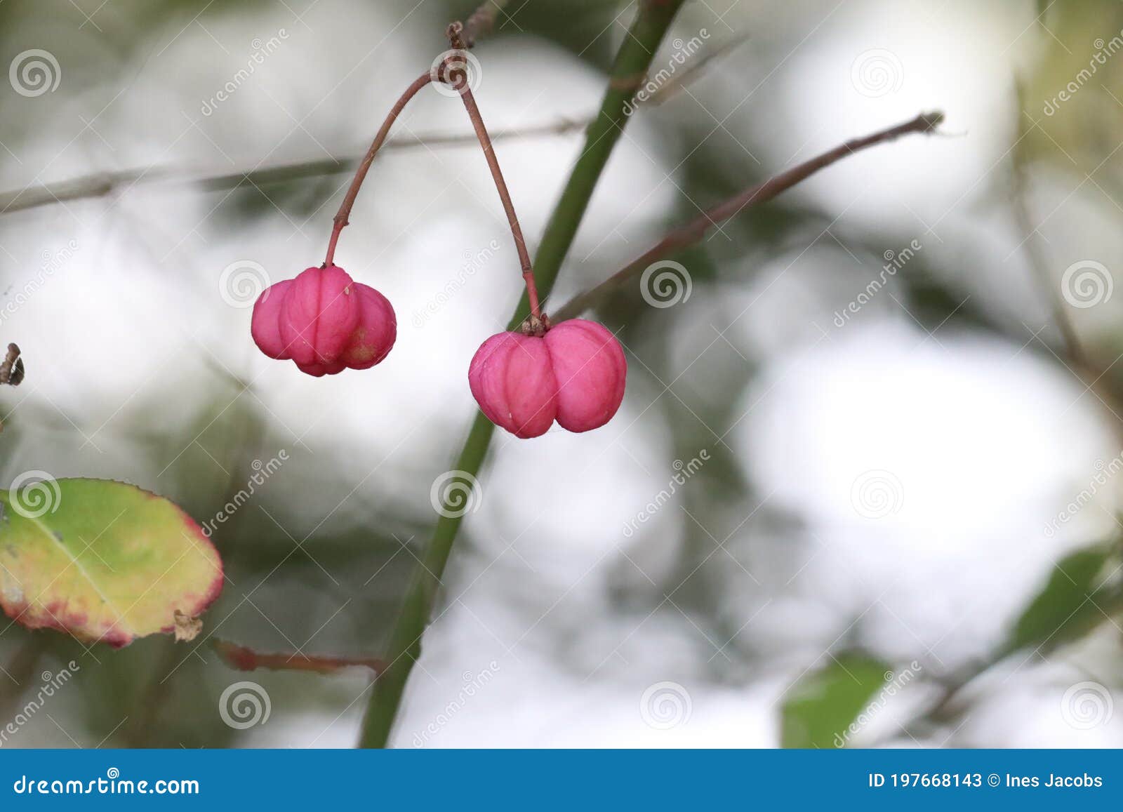 Spindle tree berries stock image. Image of tree, plant - 197668143