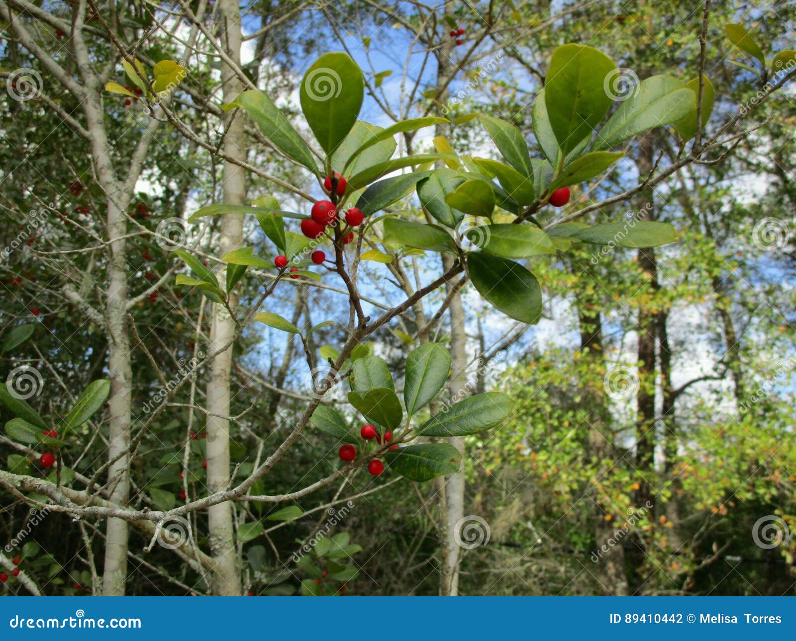 Happy Holidays! Berries on Tree in Forest Stock Photo - Image of clear ...