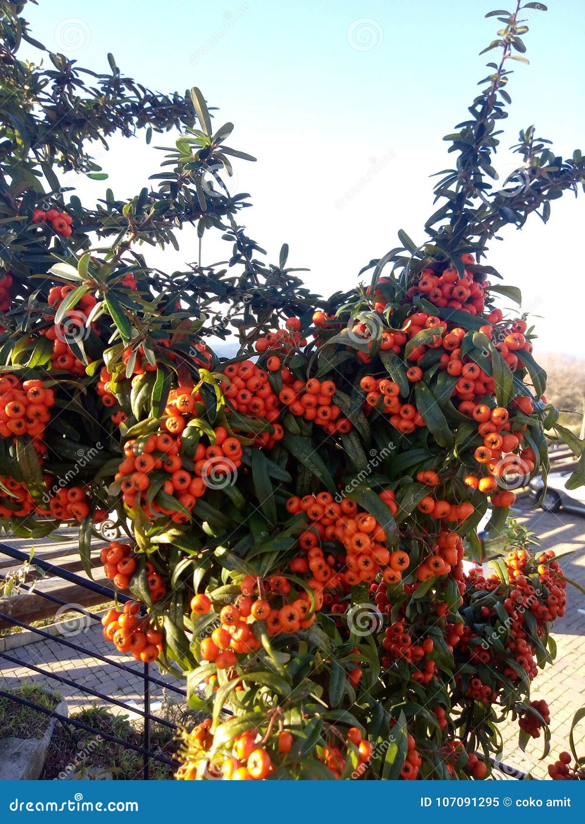 Berries stock image. Image of tree, berries, nature - 107091295