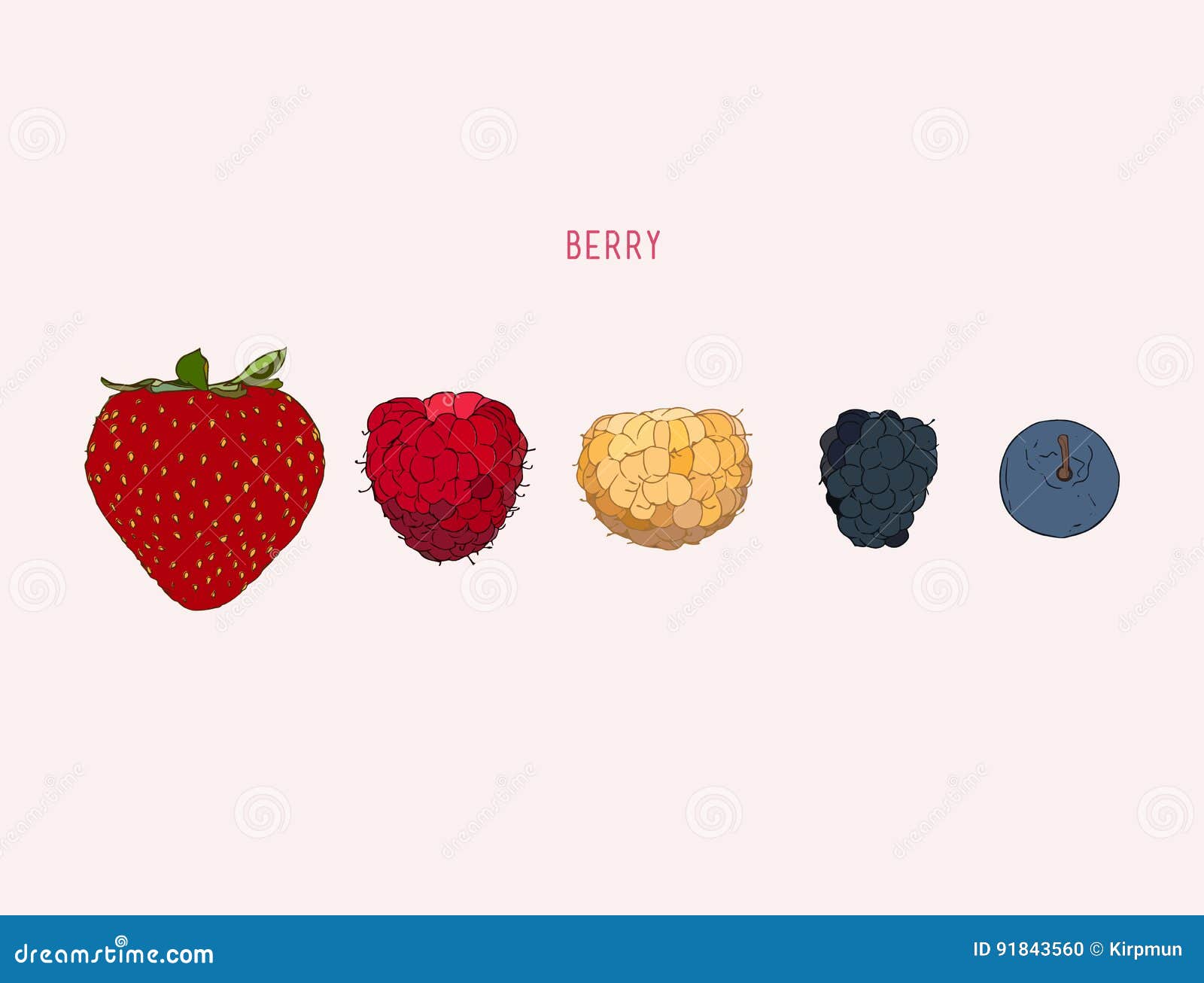 Berries. Vector Hand Drawn Illustration Stock Vector - Illustration of ...