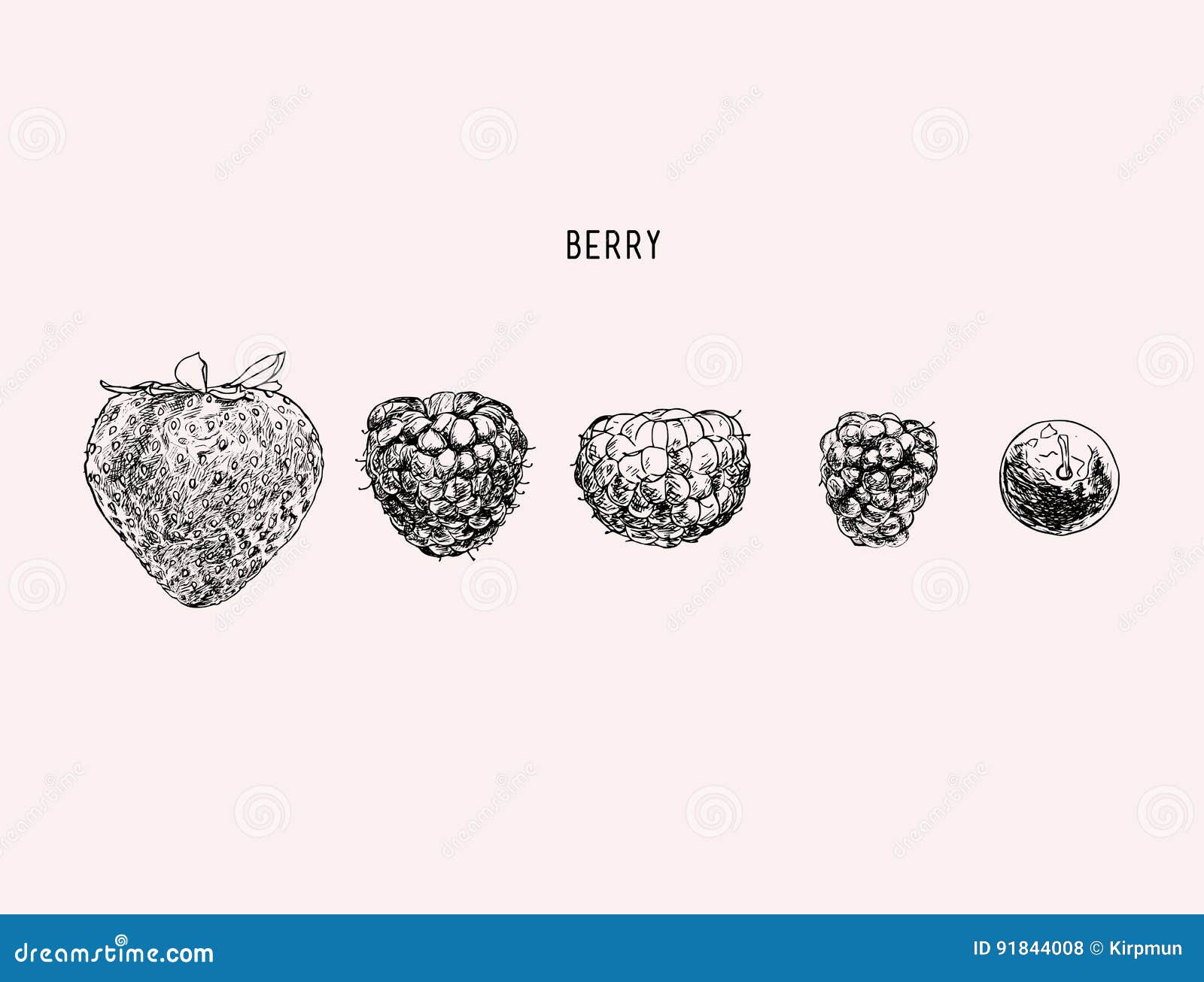 Berries. Vector Hand Drawn Illustration Stock Vector - Illustration of ...