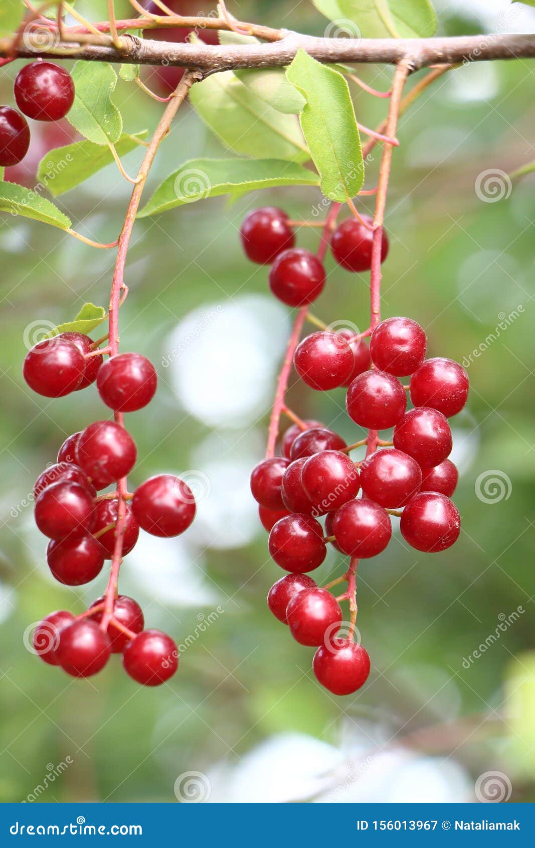 Berries of the Virginia Red Bird Cherry in a Garden Stock Image - Image ...