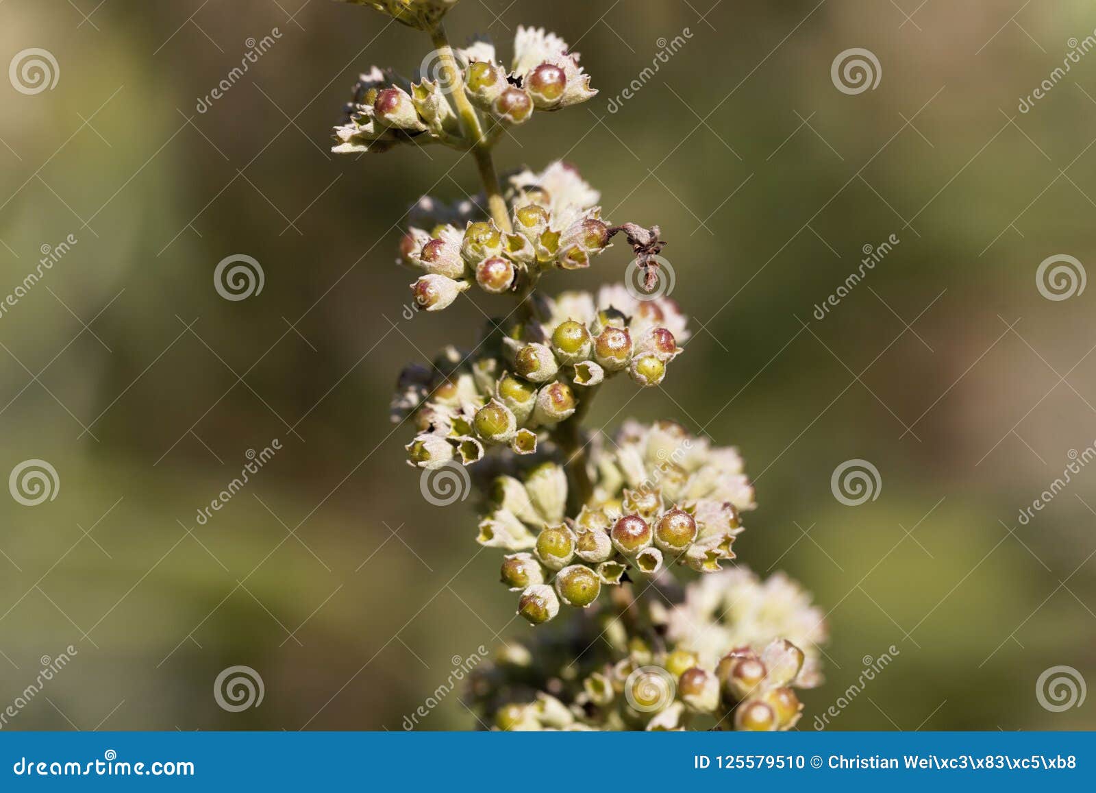Berries of a Vitex Bush Vitex Agnus-castus Stock Photo - Image of asia ...