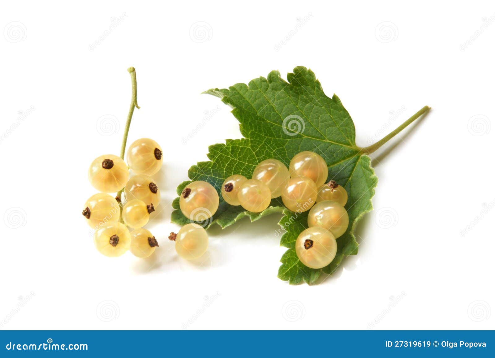 Berries Of A White Currant With Leaf Stock Image - Image of berries ...