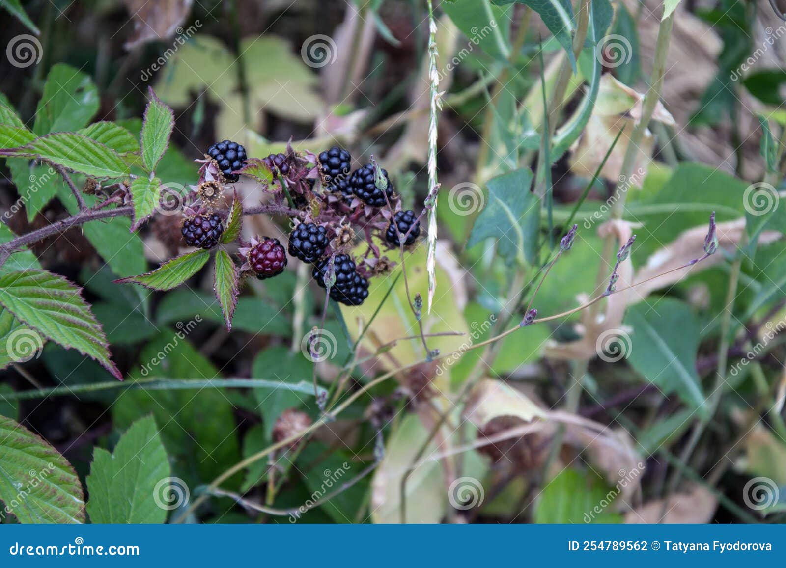Berries of Wild Black Blackberries on a Green Twig Stock Photo - Image ...