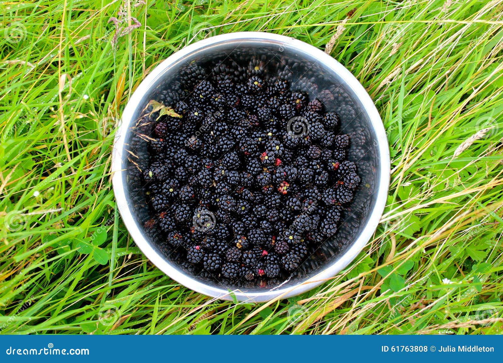 Berries stock photo. Image of field, blackberries, grass - 61763808