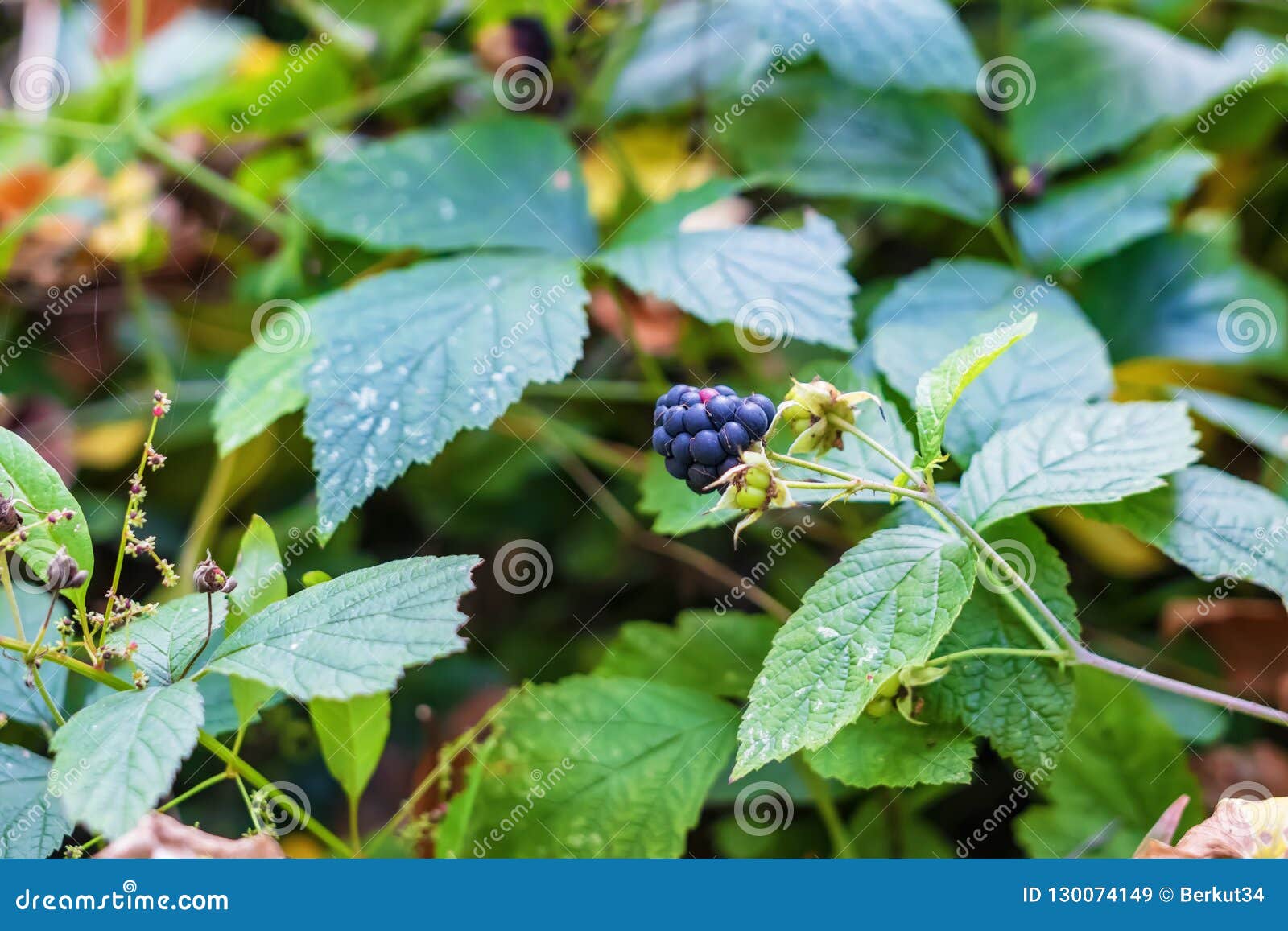 Berries wild blackberries stock image. Image of natural - 130074149