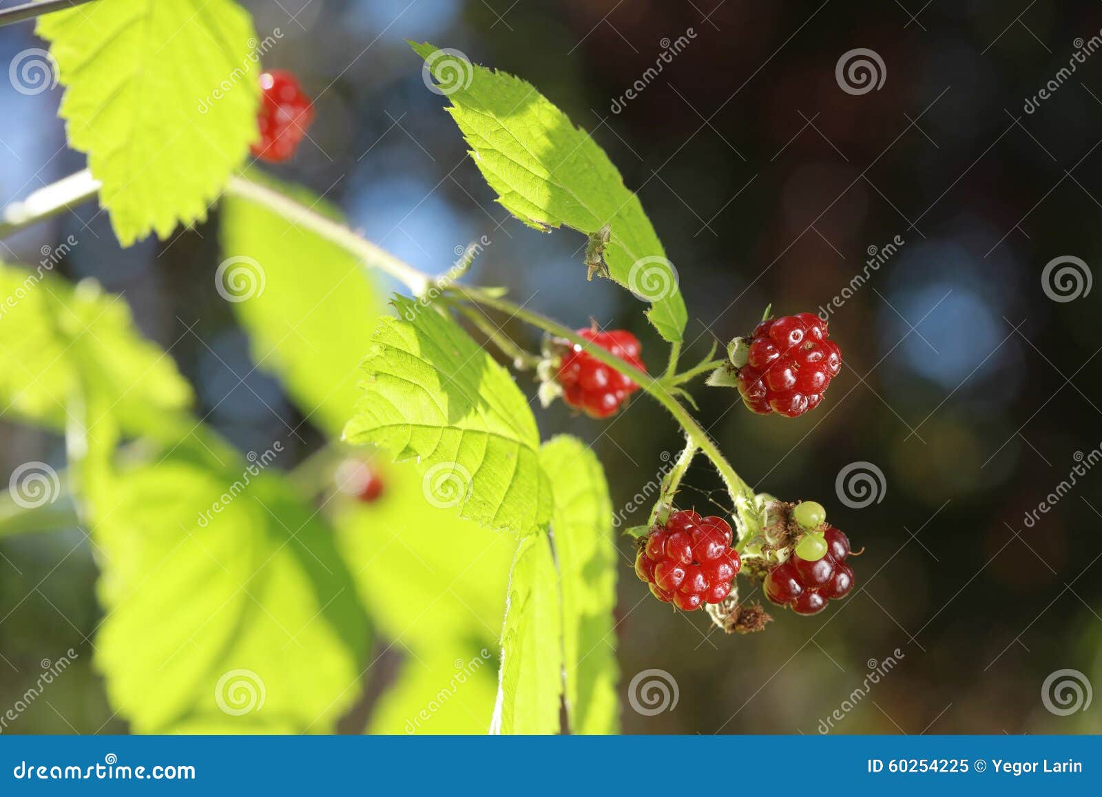 Berries of Wild Brambles on a Branch Stock Image - Image of macro ...