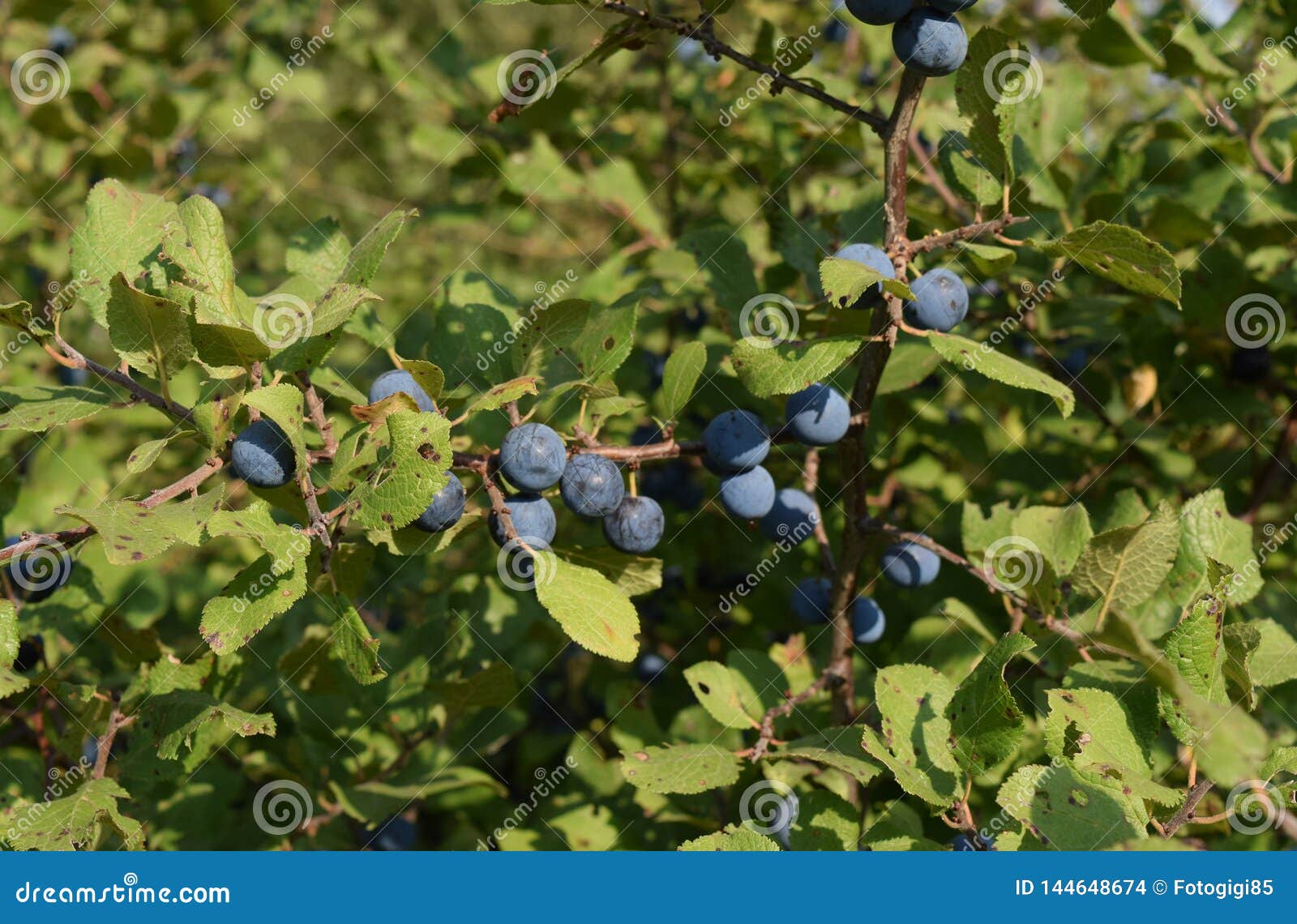 Berries of Wild Plum - a Sloe Stock Photo - Image of nature, fruits ...
