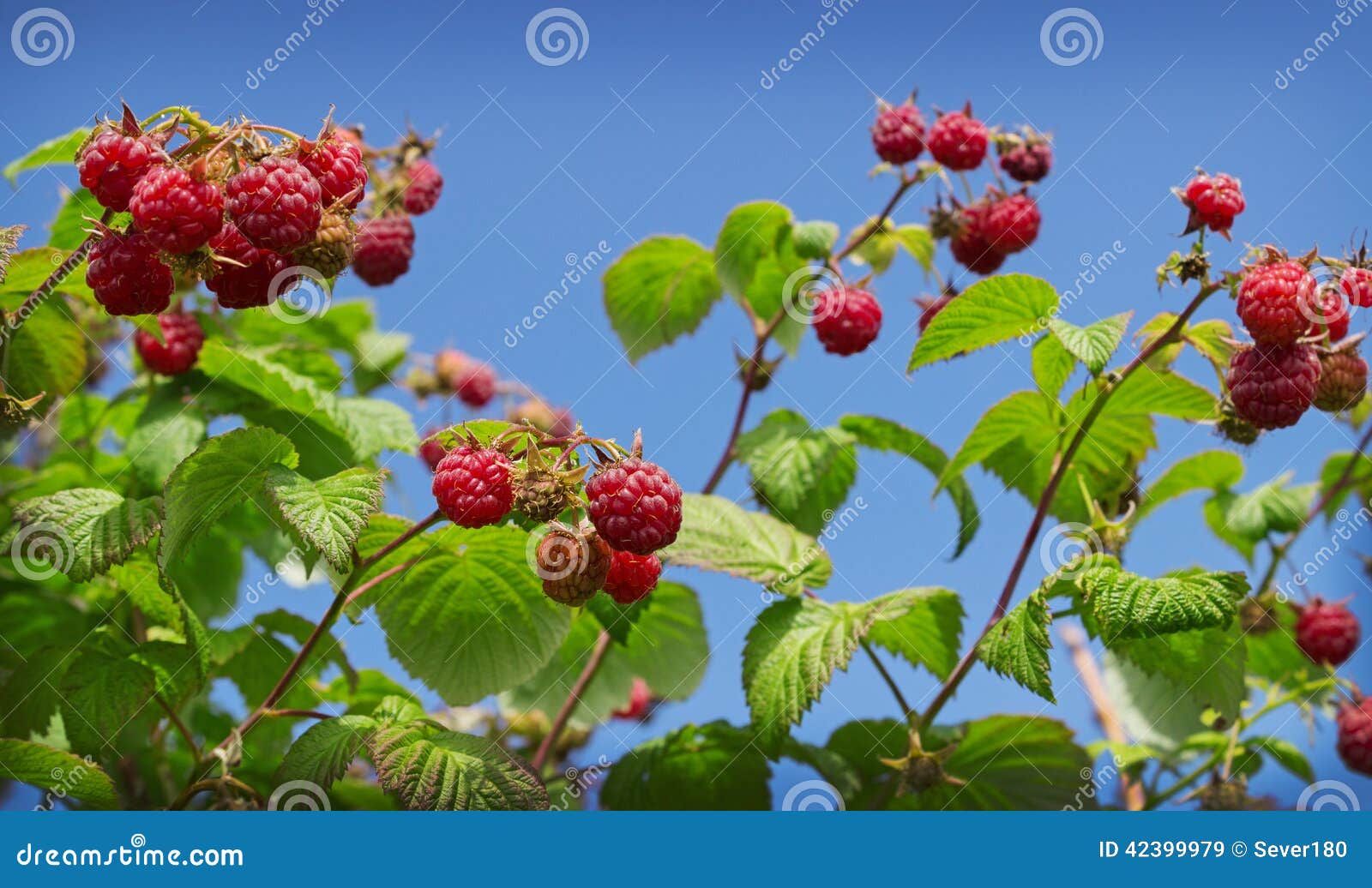 Berries Wild Raspberries Background Blue Sky Stock Photos - Free ...